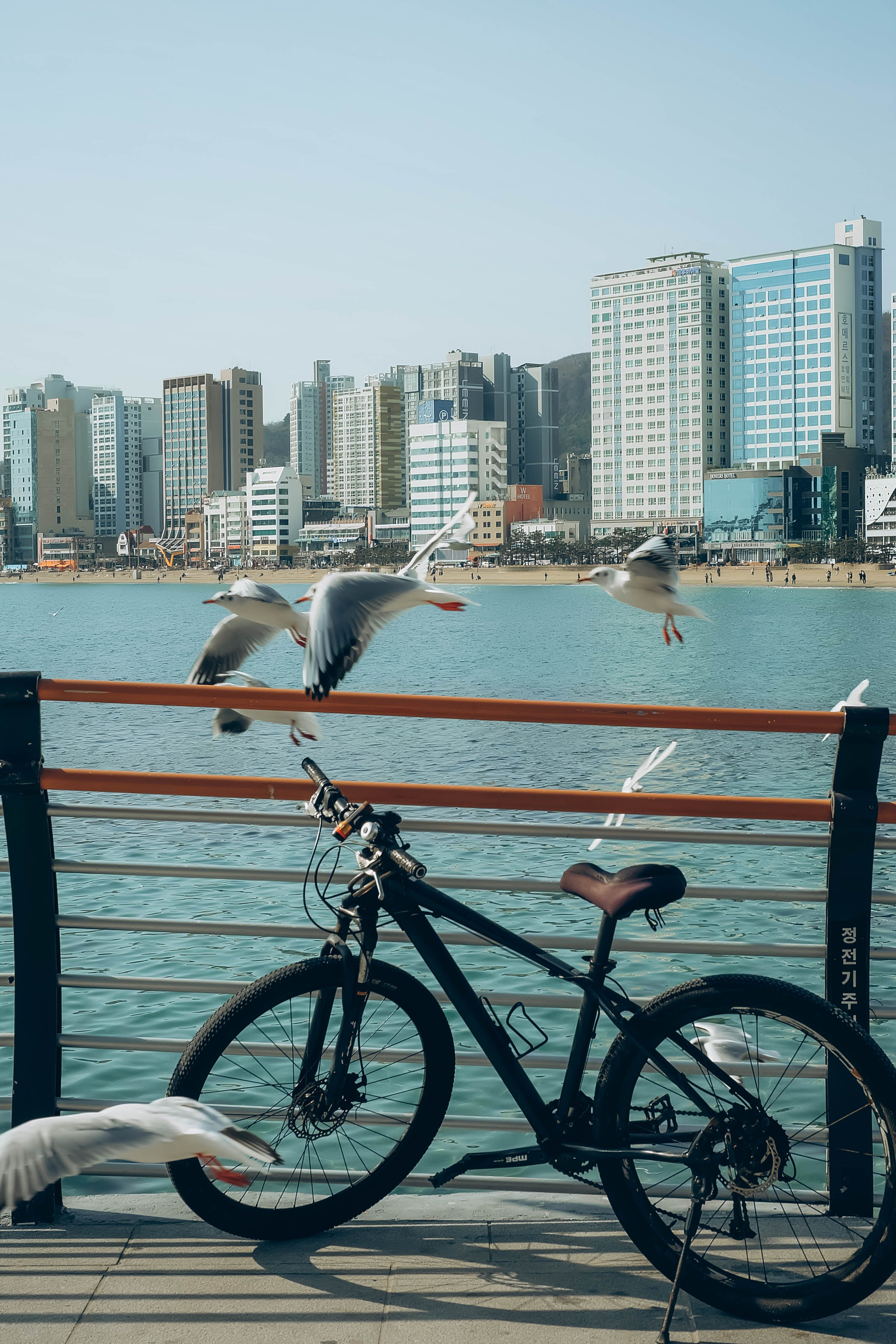Scenic View of Busan Waterfront with Bicycle · Free Stock Photo