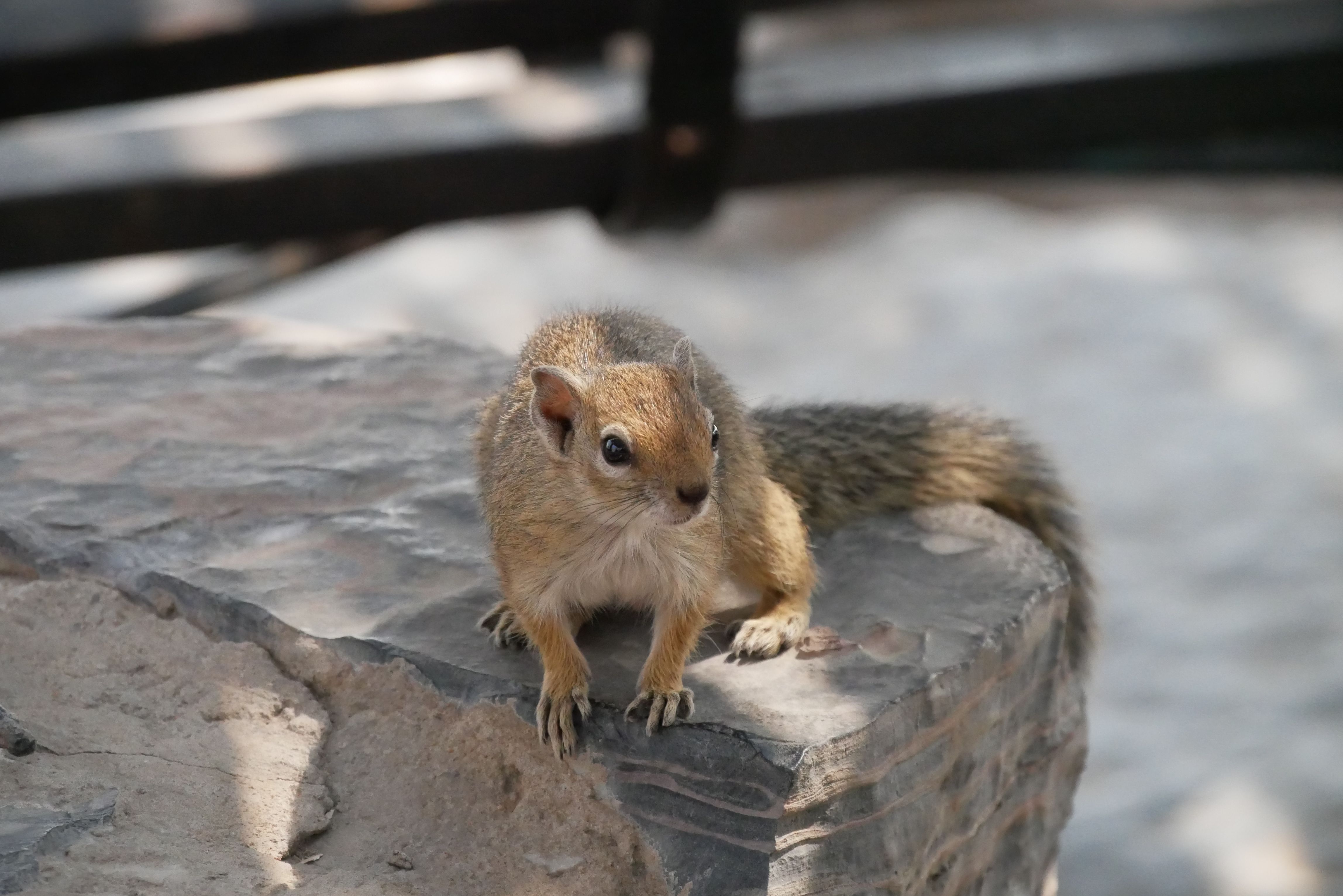 Close-up of Squirrel on Stone Surface · Free Stock Photo