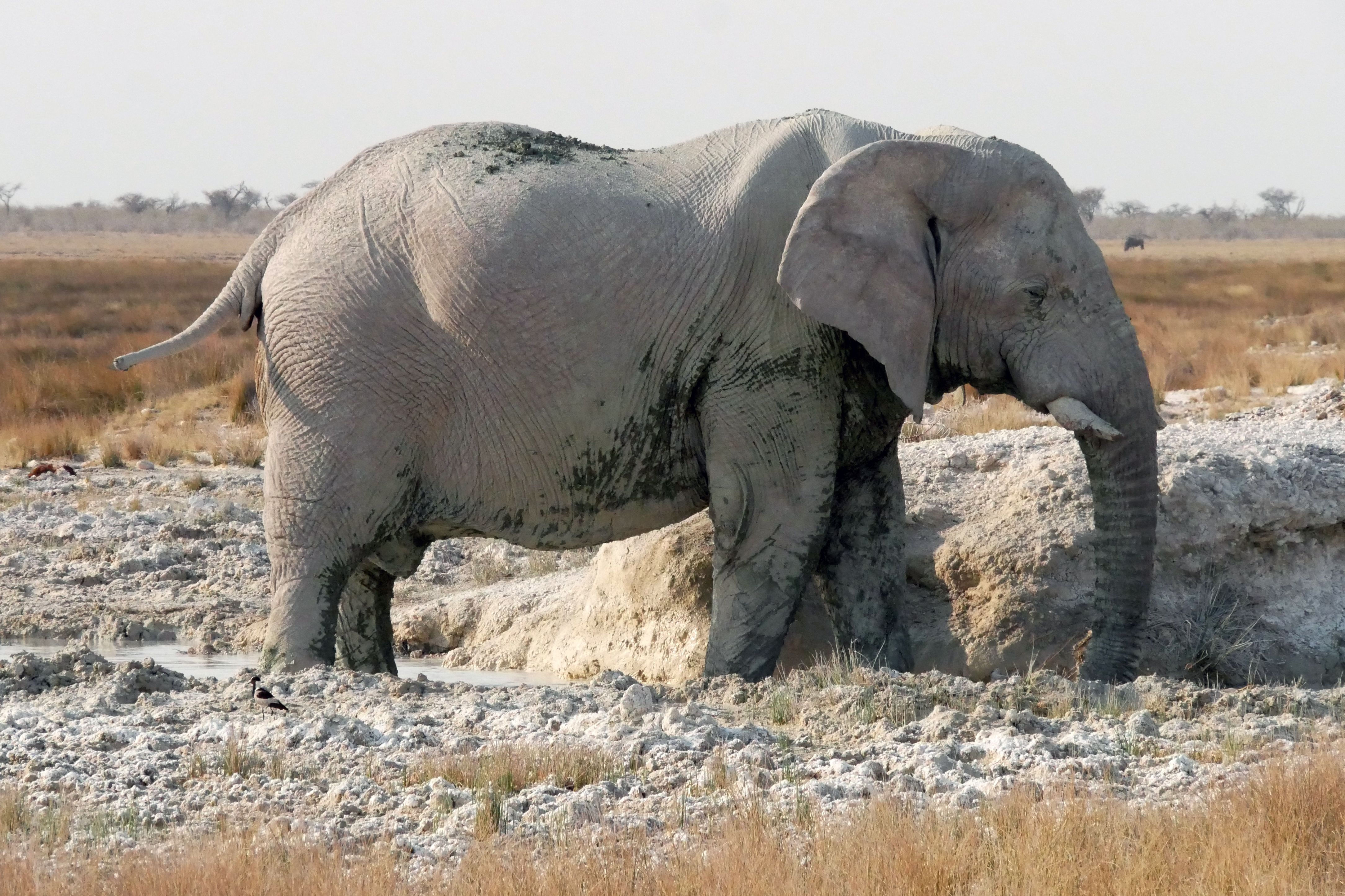 Side View of Elephant in a Row Against the Sky · Free Stock Photo