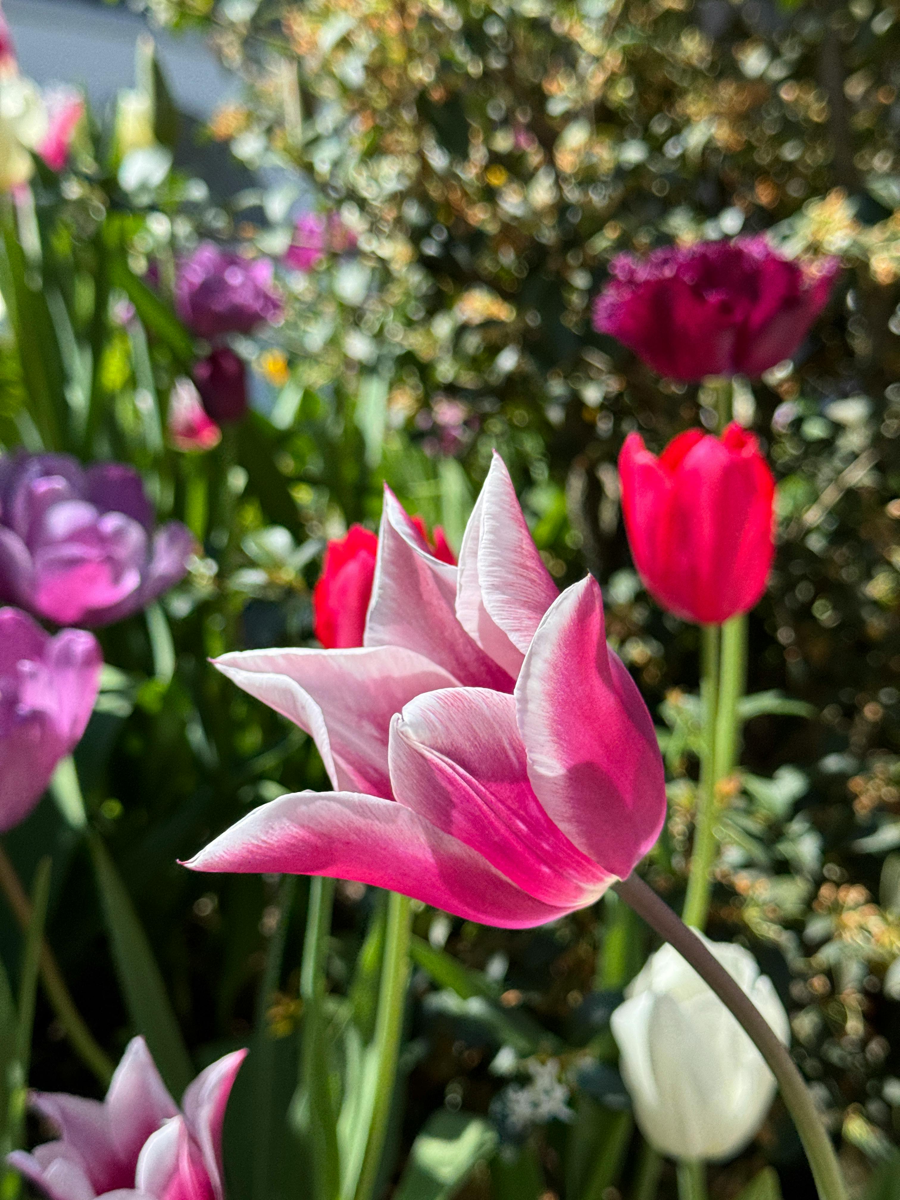 Nature Landscape Spring Photos, Download The BEST Free Nature Landscape ...