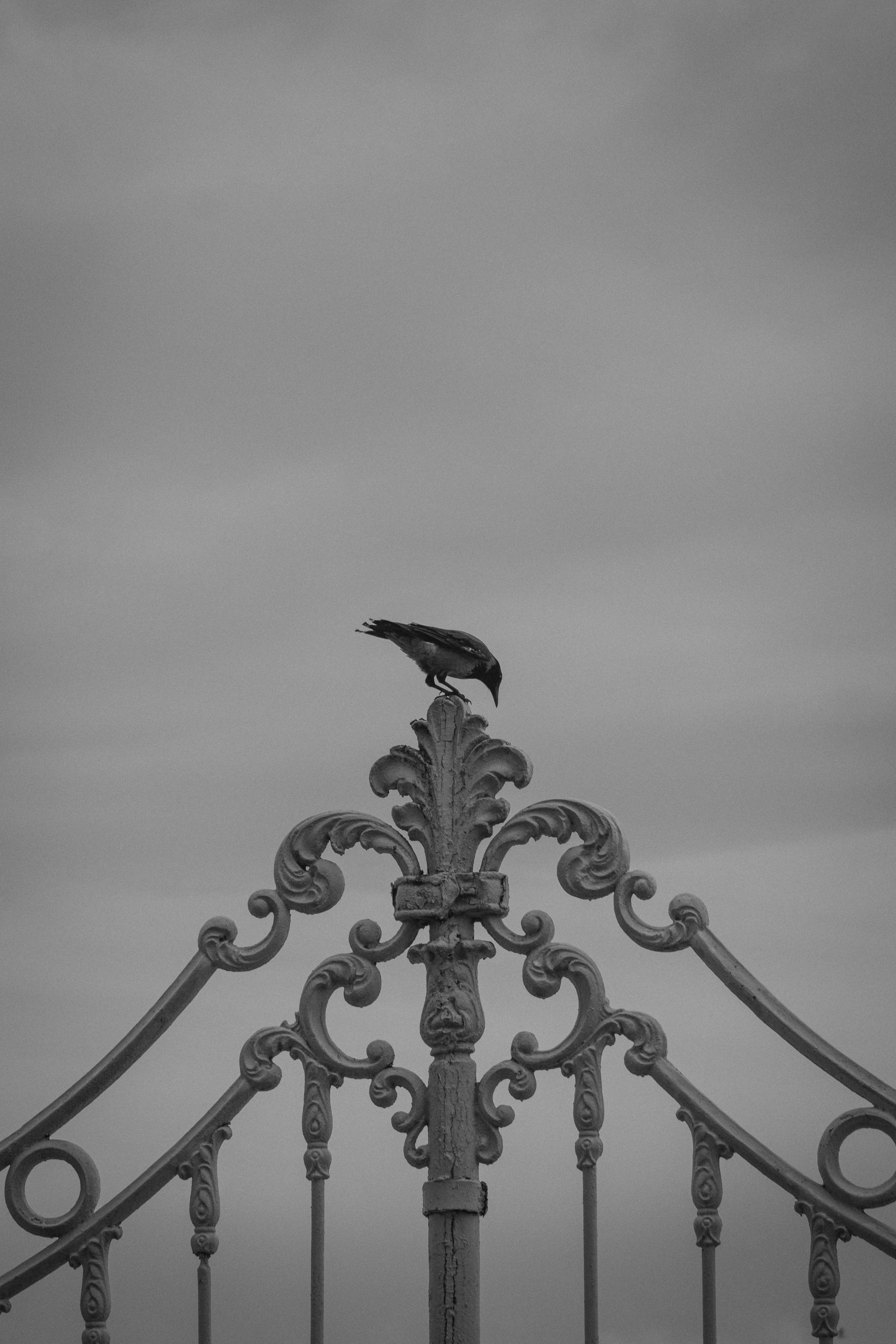 Solitary Crow on Ornate Iron Gate in Monochrome · Free Stock Photo