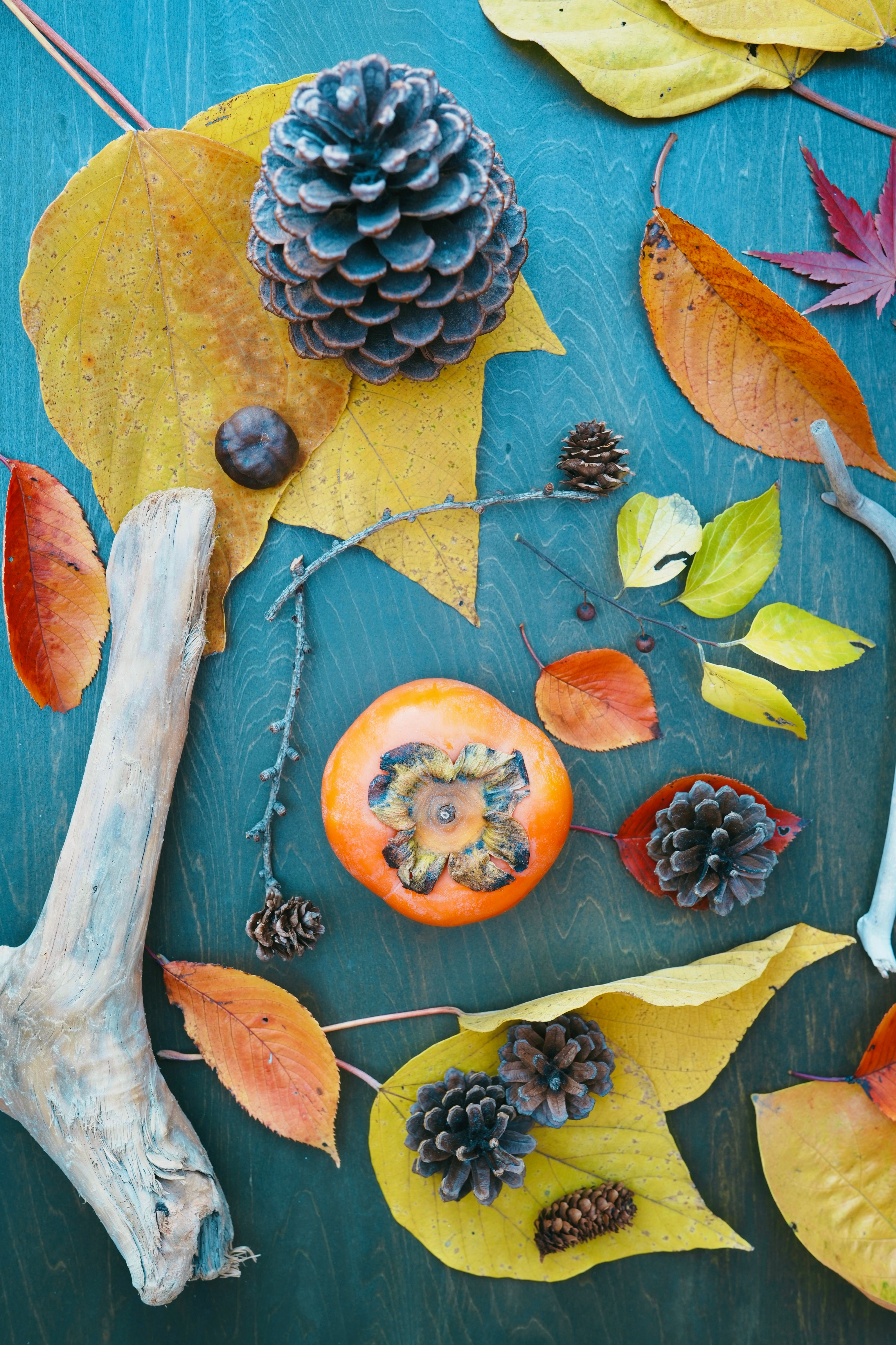 Colorful Autumn Flat Lay with Leaves and Persimmon · Free Stock Photo