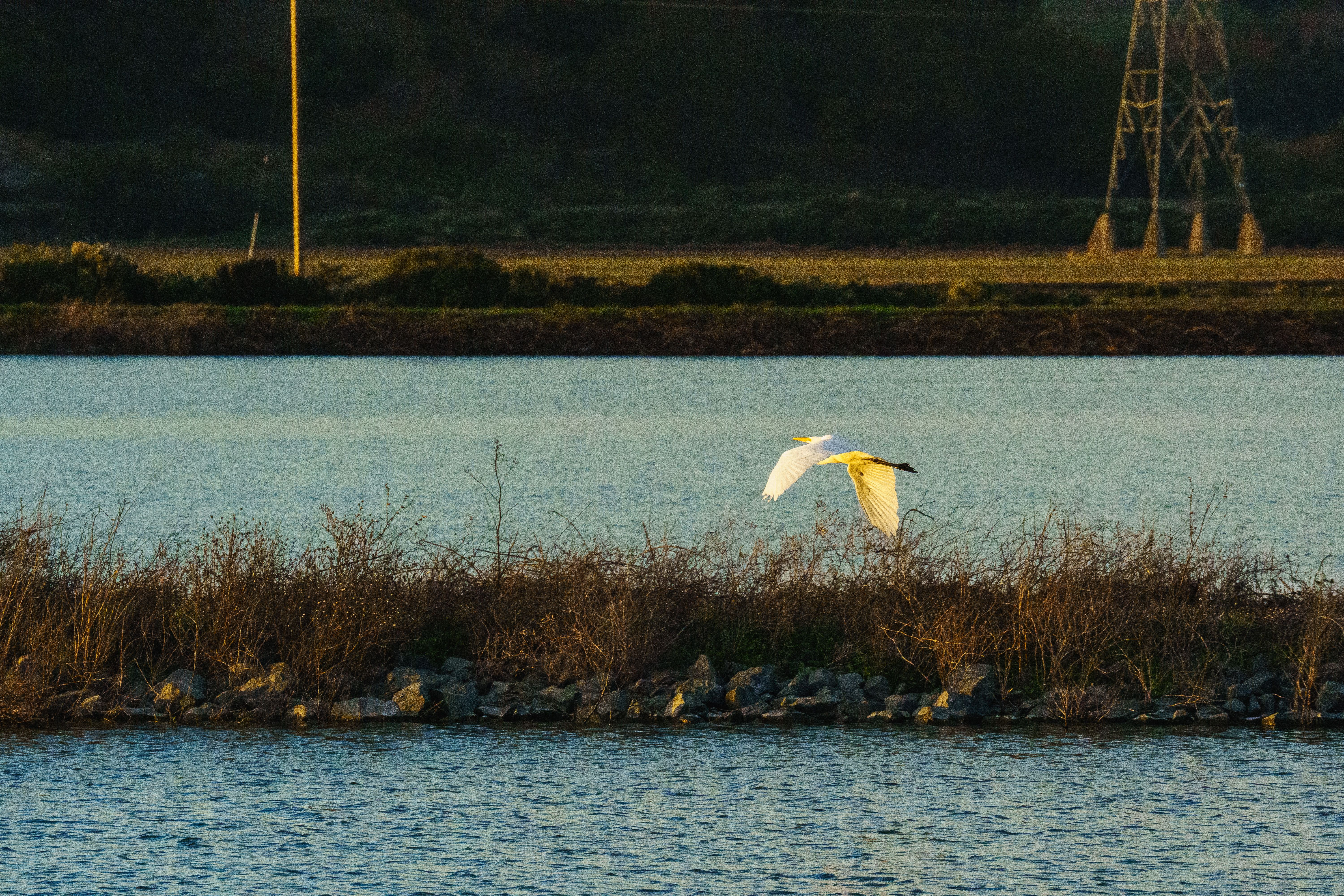 Egrets Soaring Over Serene Wetland at Sunset · Free Stock Photo