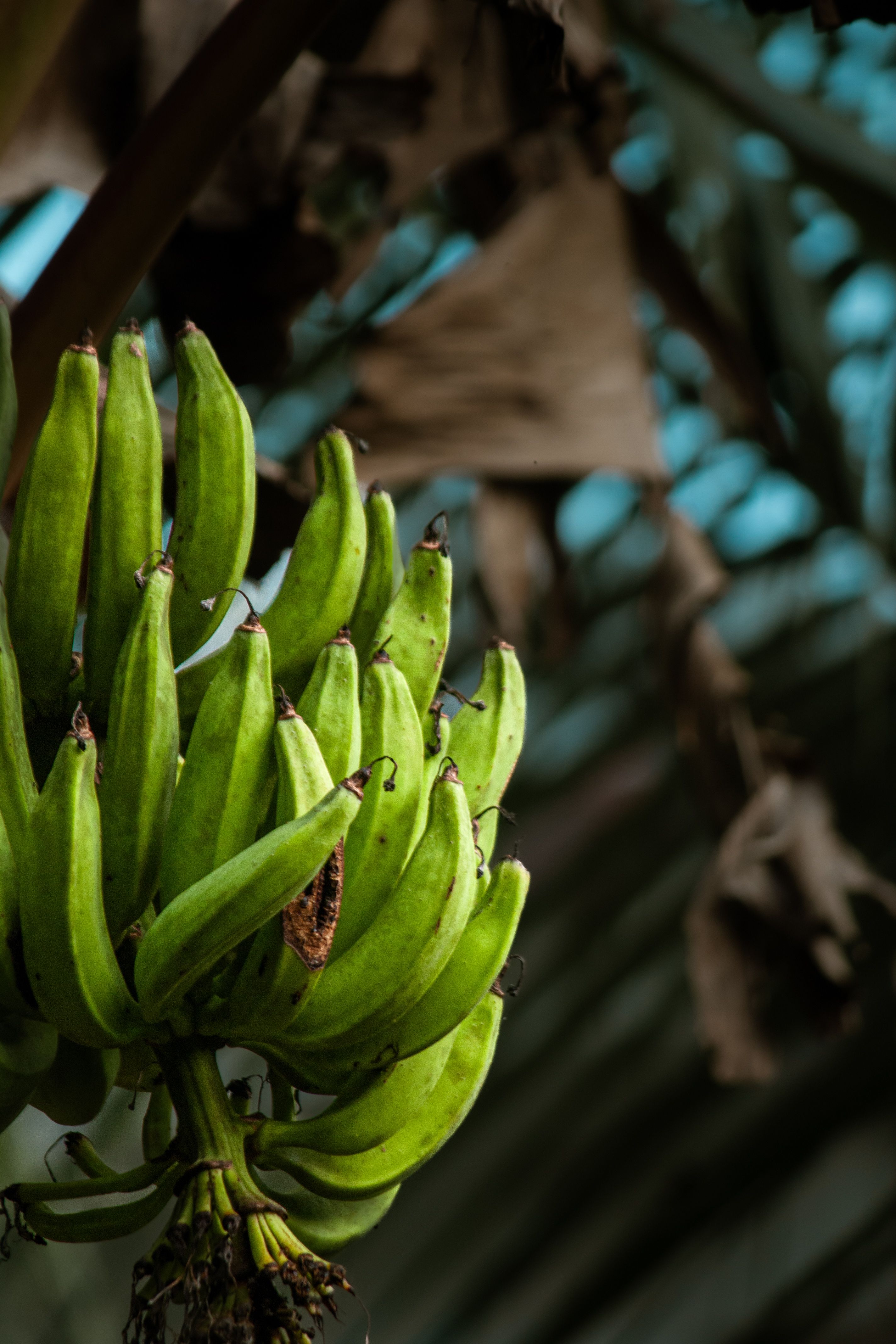 Vivid Green Banana Cluster on Tree Outdoors · Free Stock Photo