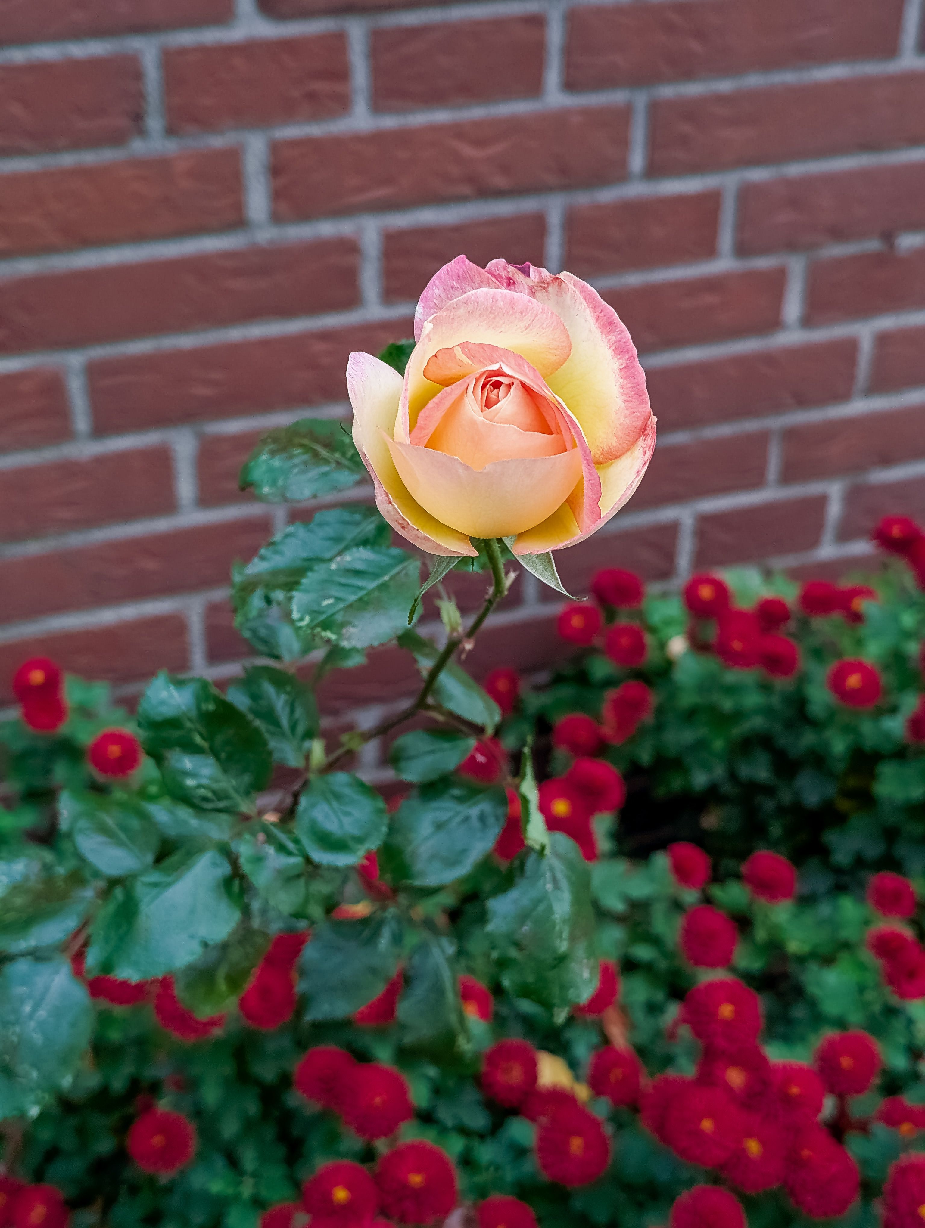 7.000+ beste Roos foto's · 100% gratis downloaden · Pexels-stockfoto's