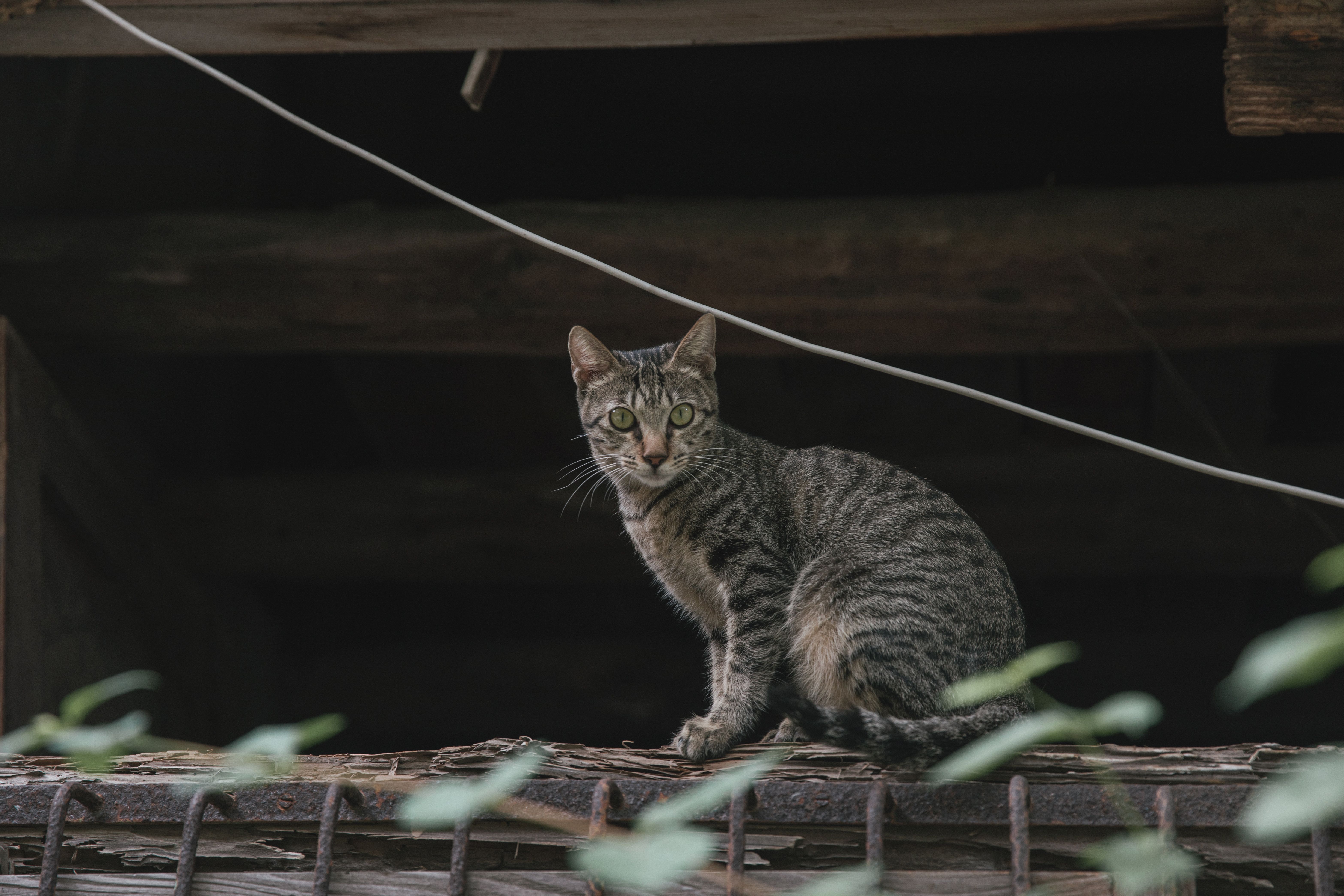 Maxwell The Cat Photos, Download The BEST Free Maxwell The Cat Stock ...