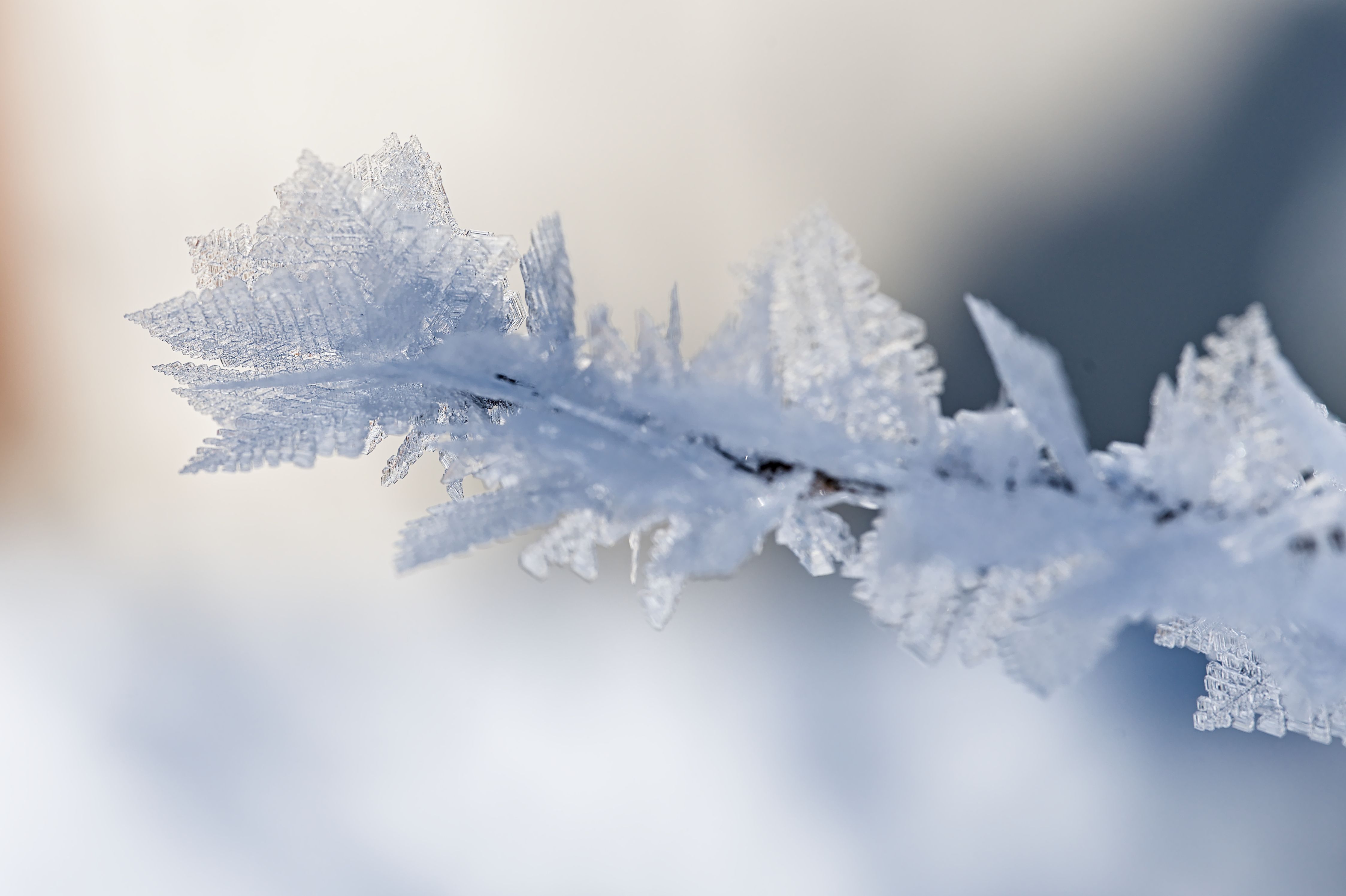 Macro Close-Up of Frost Crystals on a Twig · Free Stock Photo