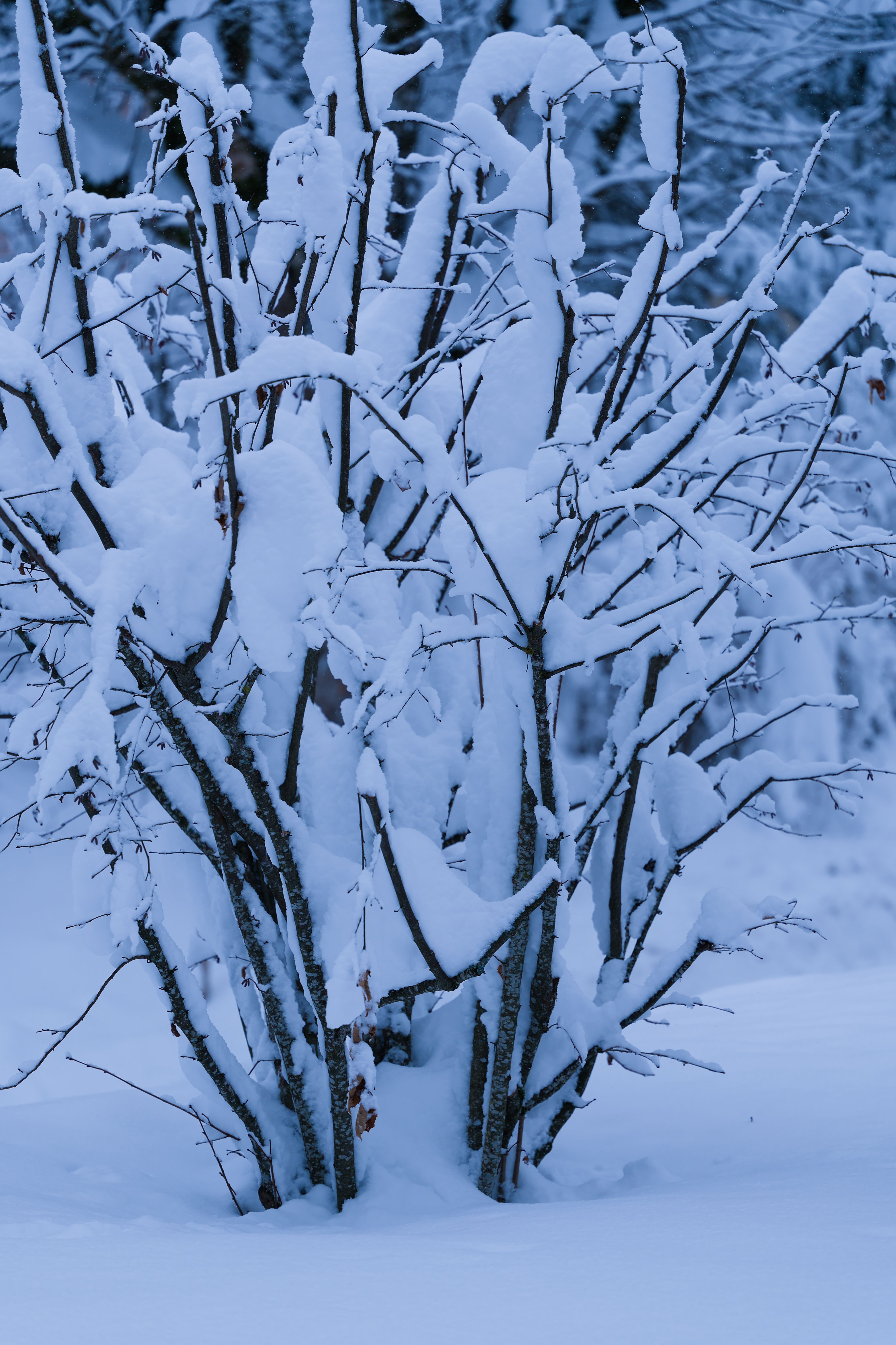 Snow-Covered Bush in Winter Landscape · Free Stock Photo