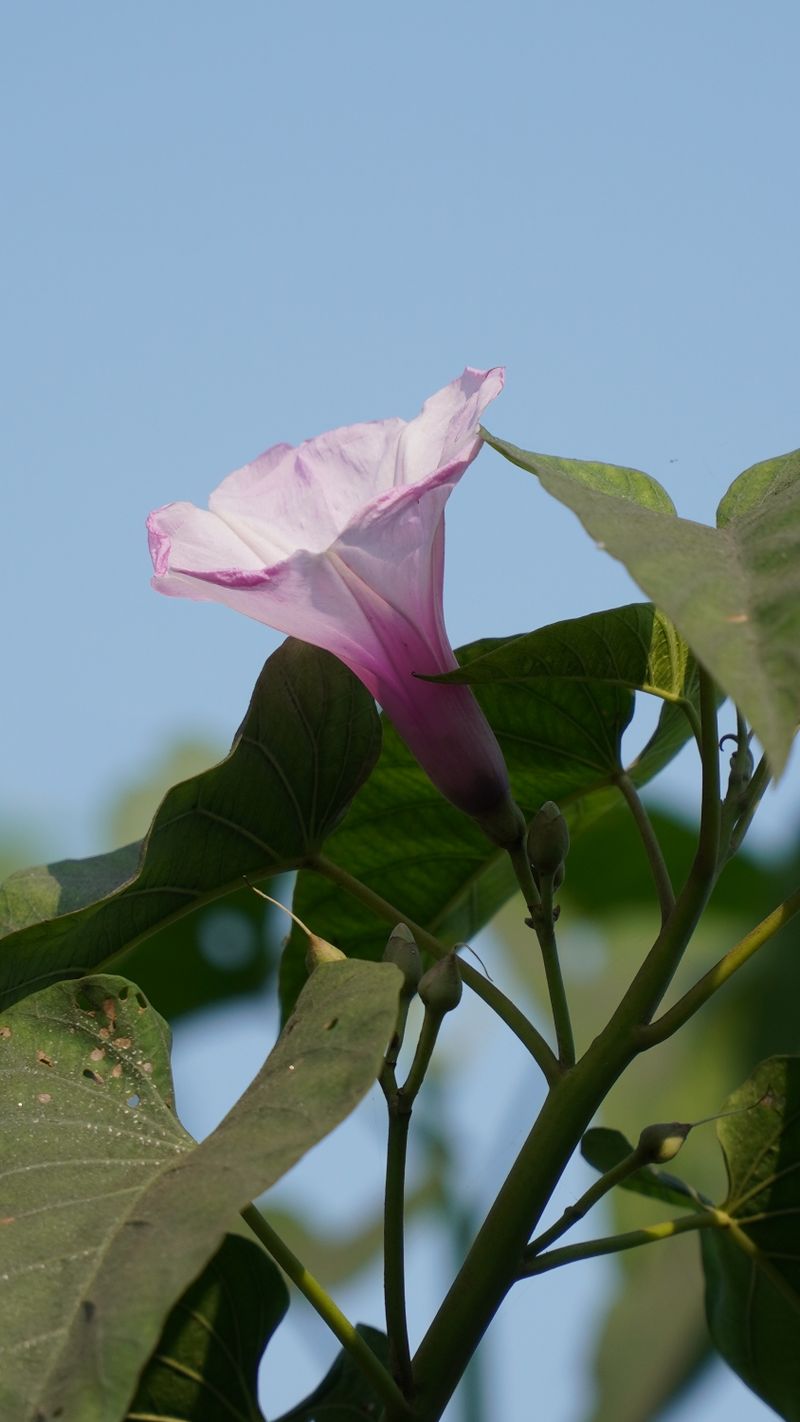 Bookey Flower Images Photos, Download The BEST Free Bookey Flower ...