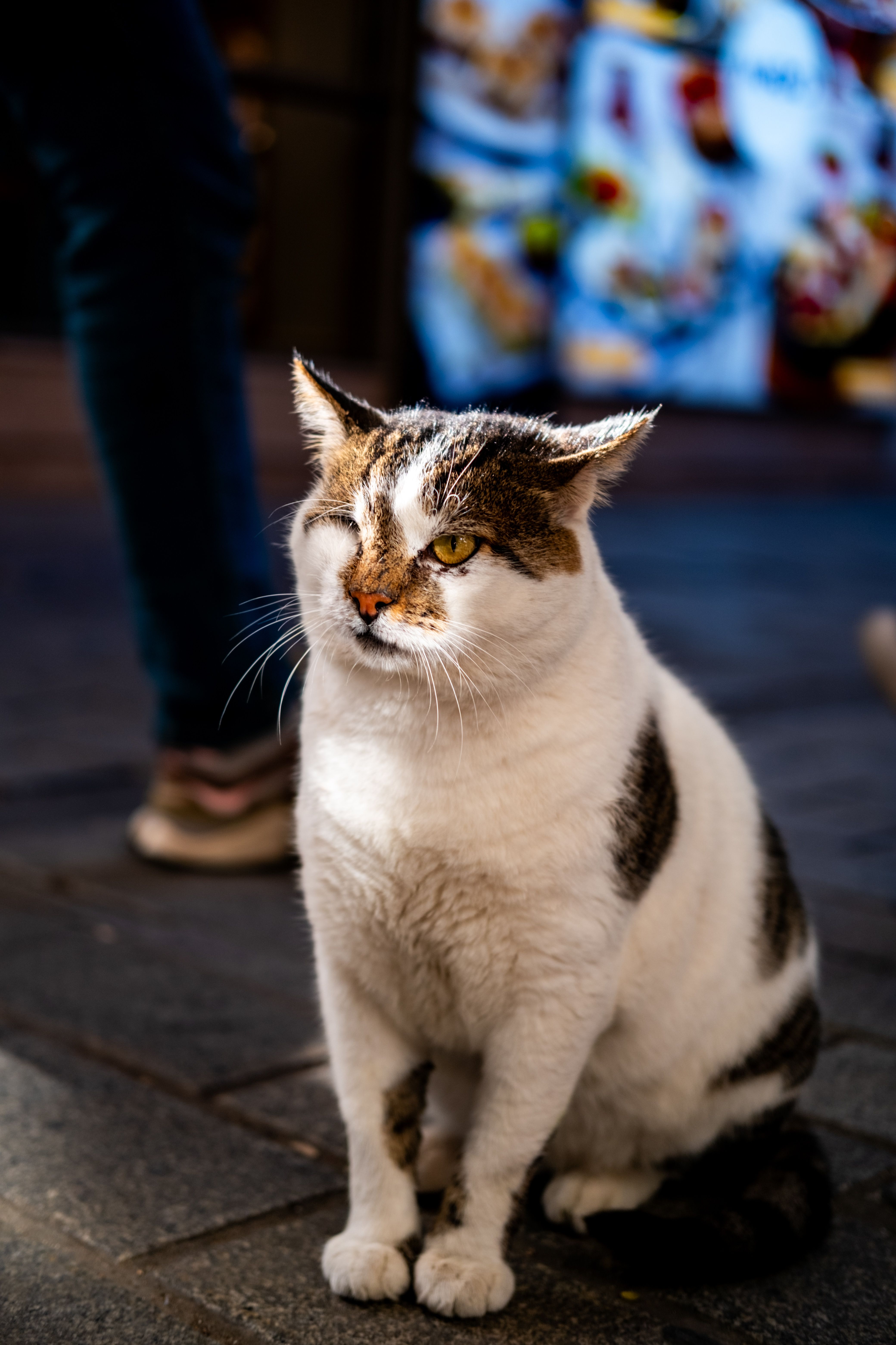 Portrait of a Street Cat in Urban Setting · Free Stock Photo