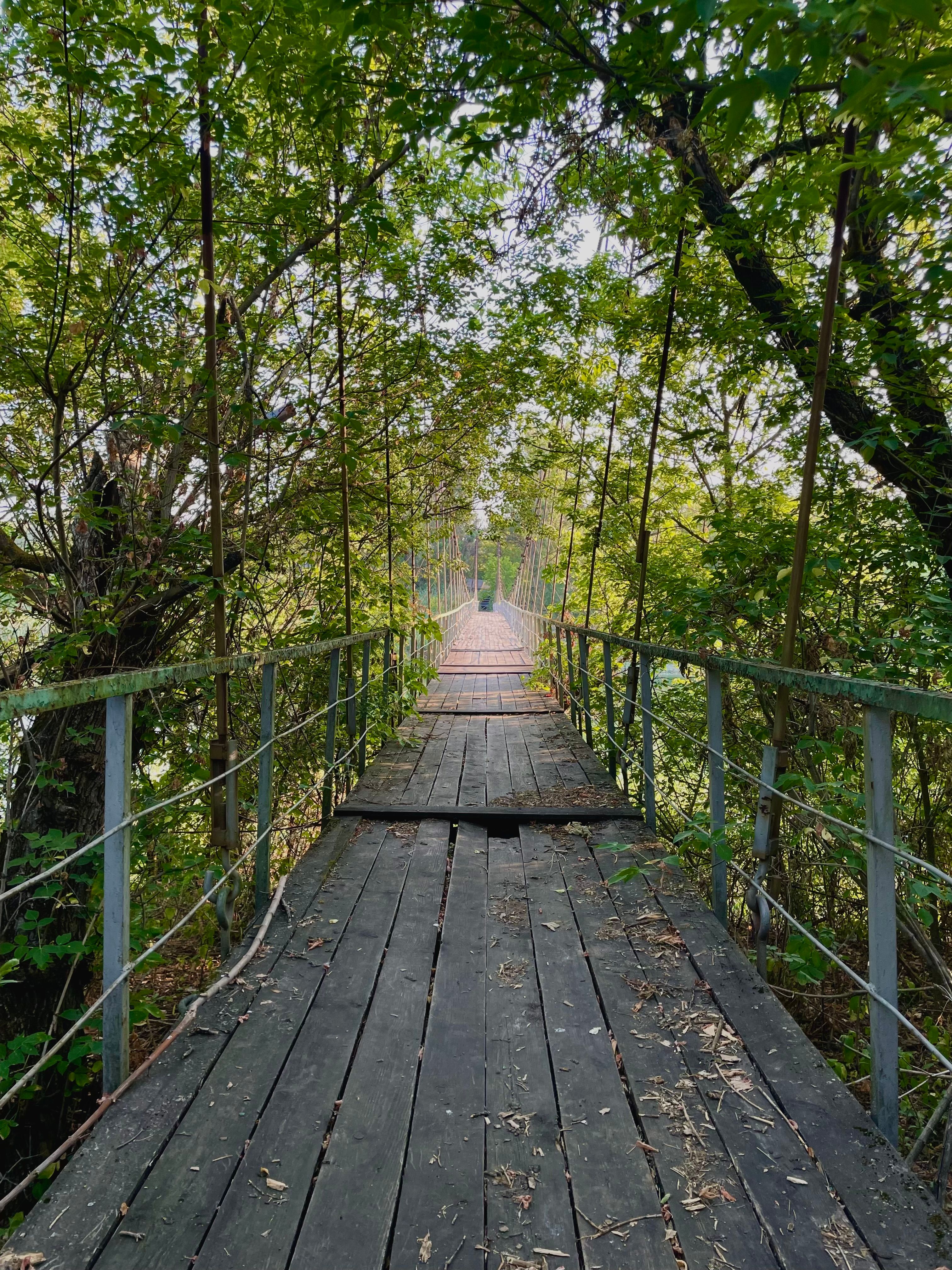 Rustic Wooden Bridge in Leafy Forest Pathway · Free Stock Photo