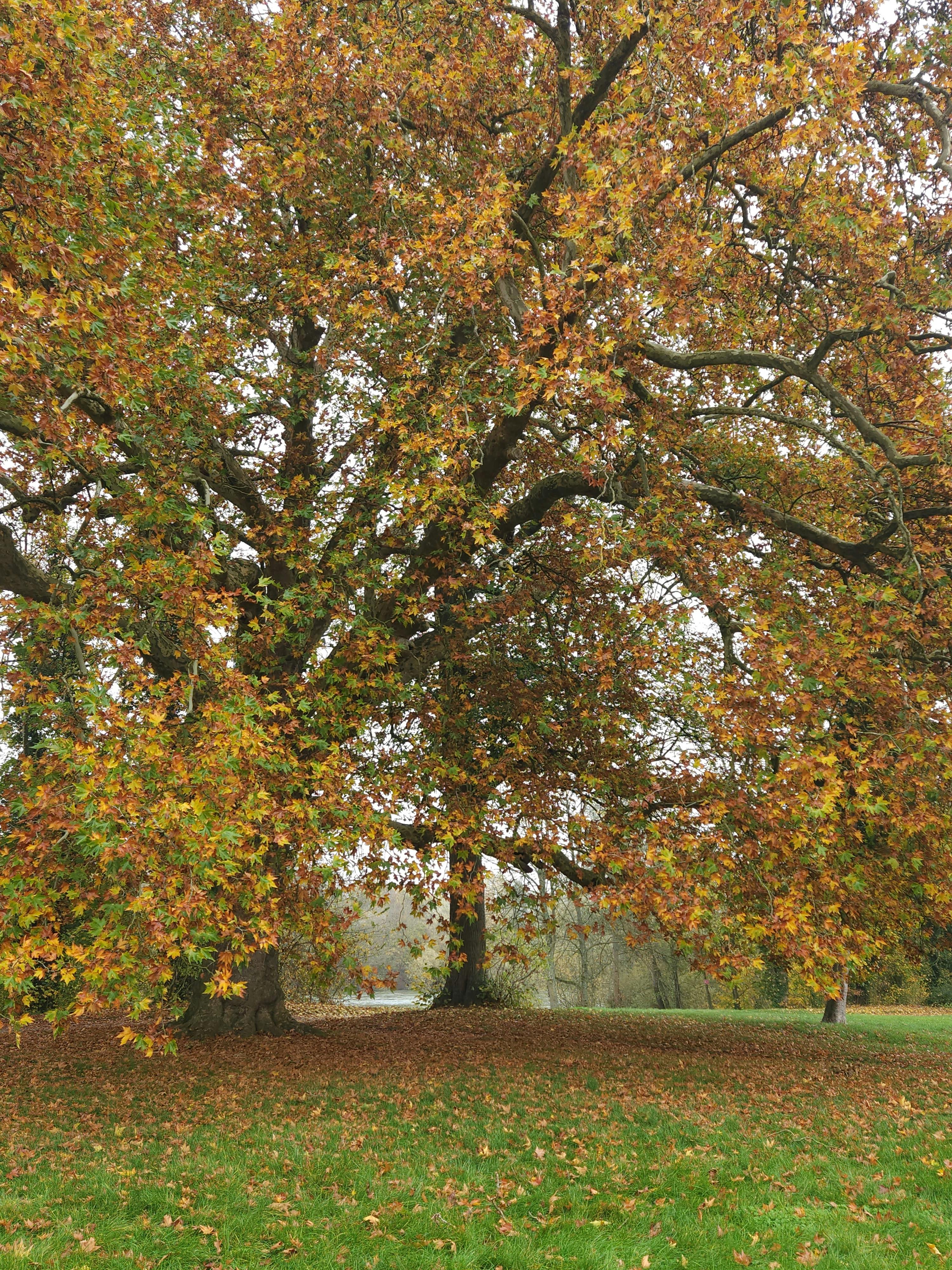 Majestic Autumn Oak Tree in Serene Park · Free Stock Photo
