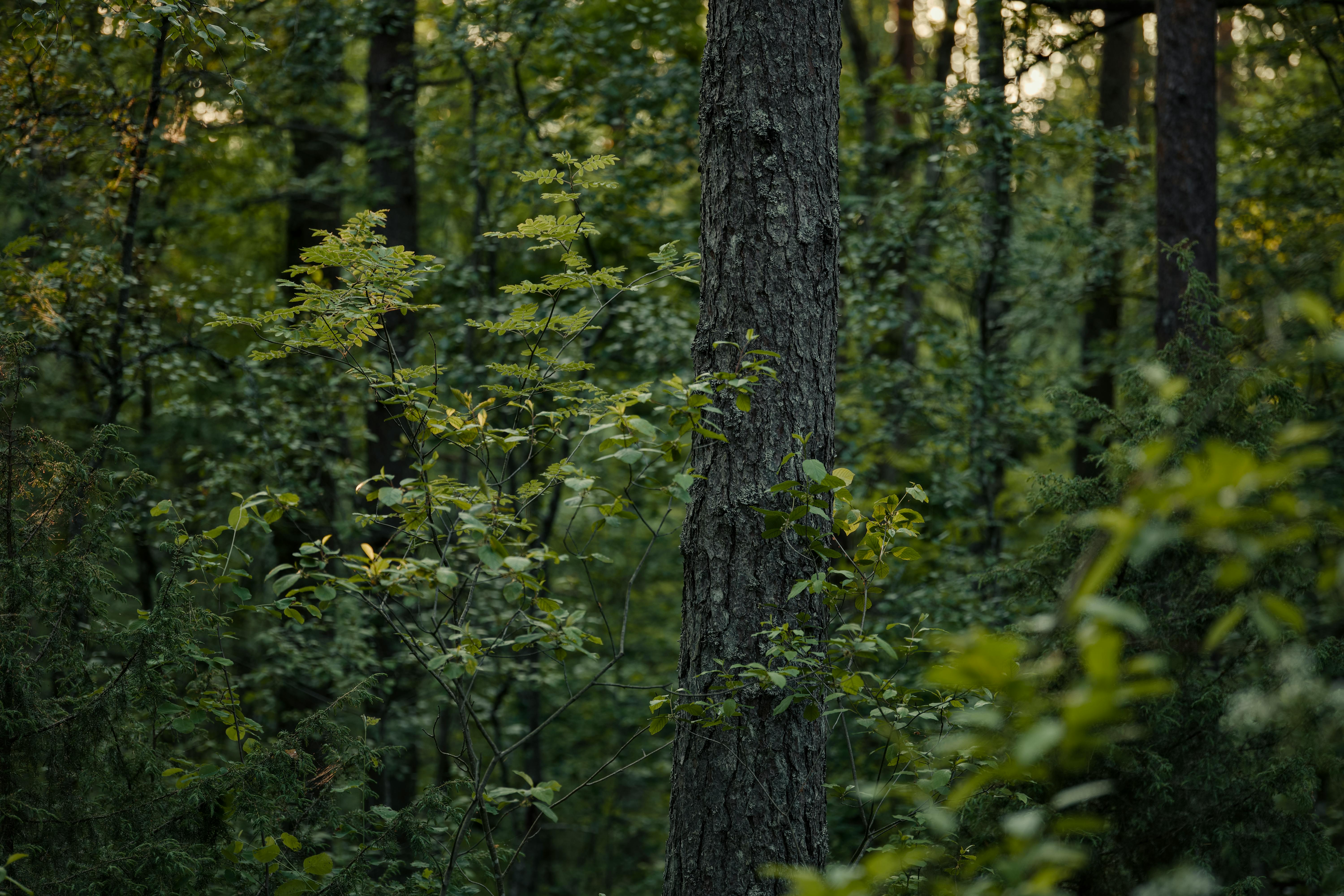 200+ Commerical+rea banque d’images et photos libres de droit ...