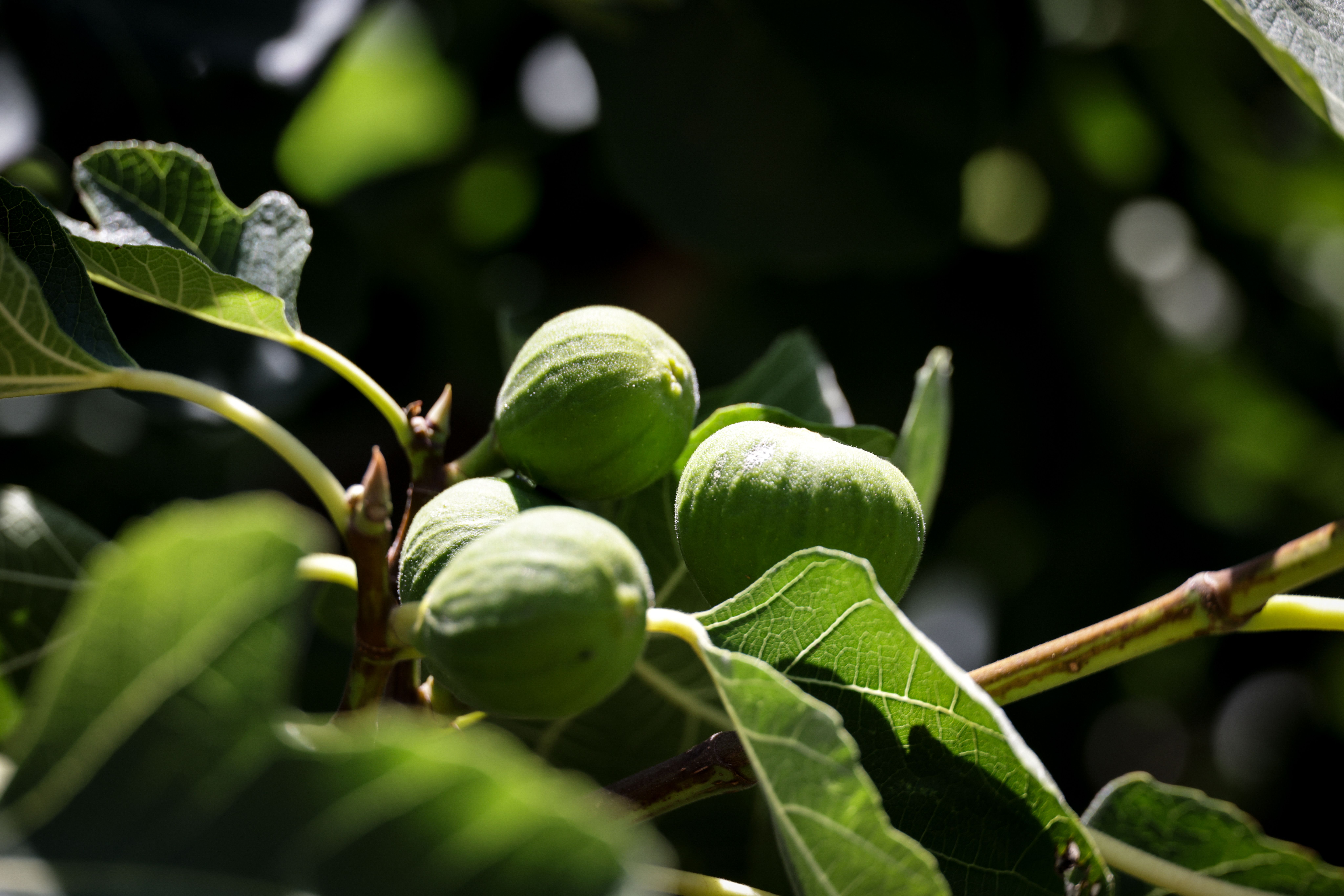 Close-up of Figs on a Tree in Summer · Free Stock Photo