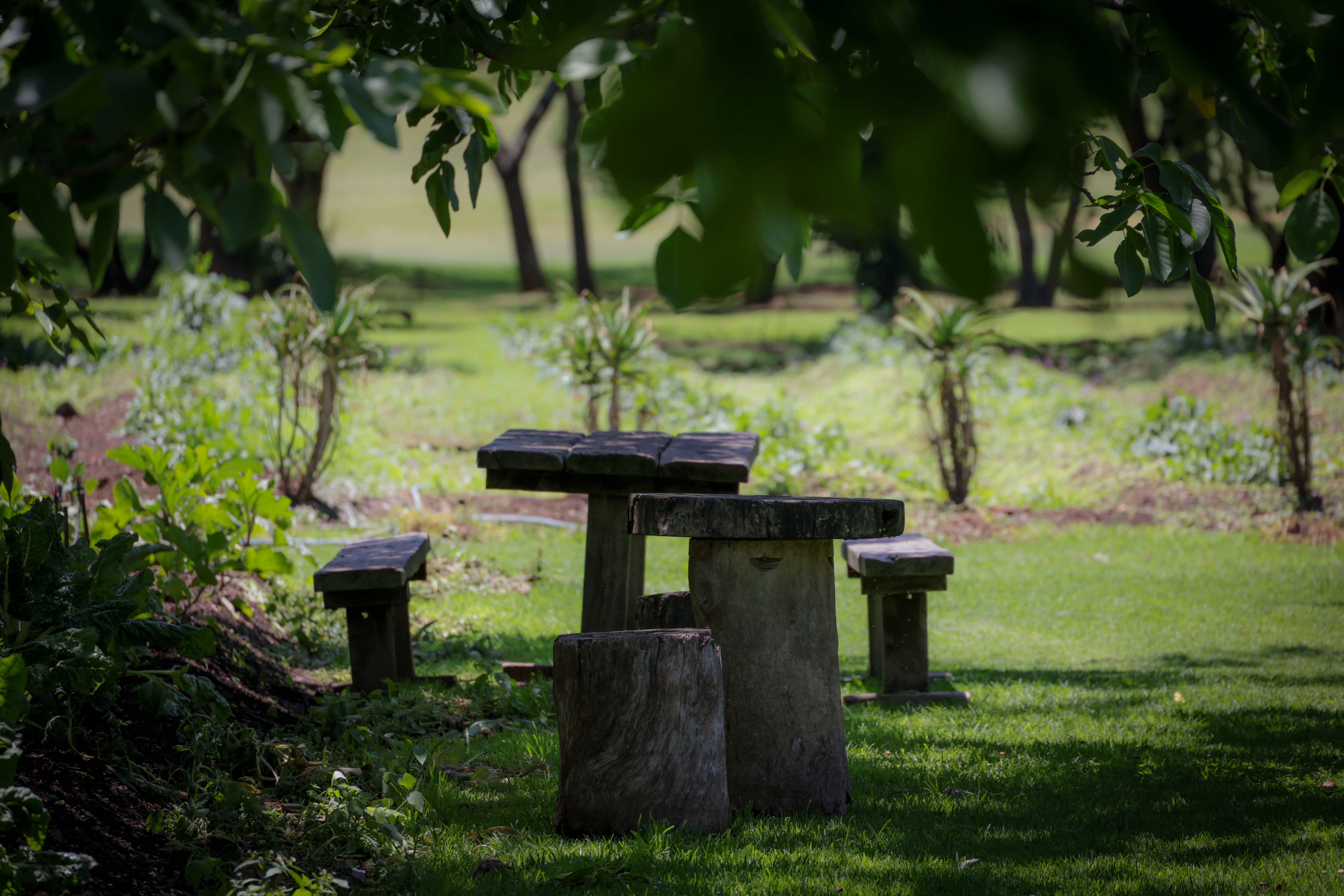 Rustic Garden Table in Lush Greenery · Free Stock Photo