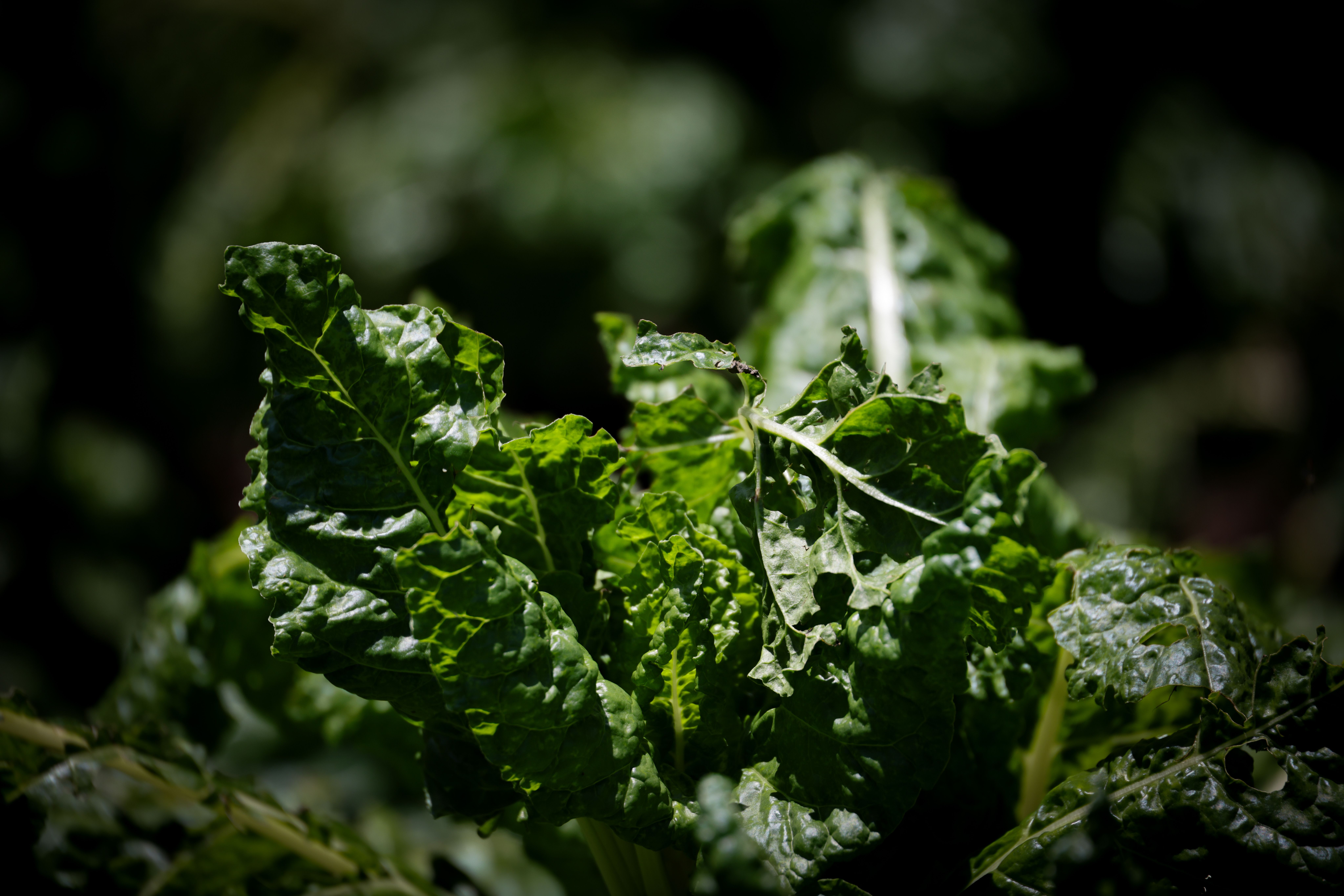 Fresh Green Swiss Chard Leaf Close-up · Free Stock Photo