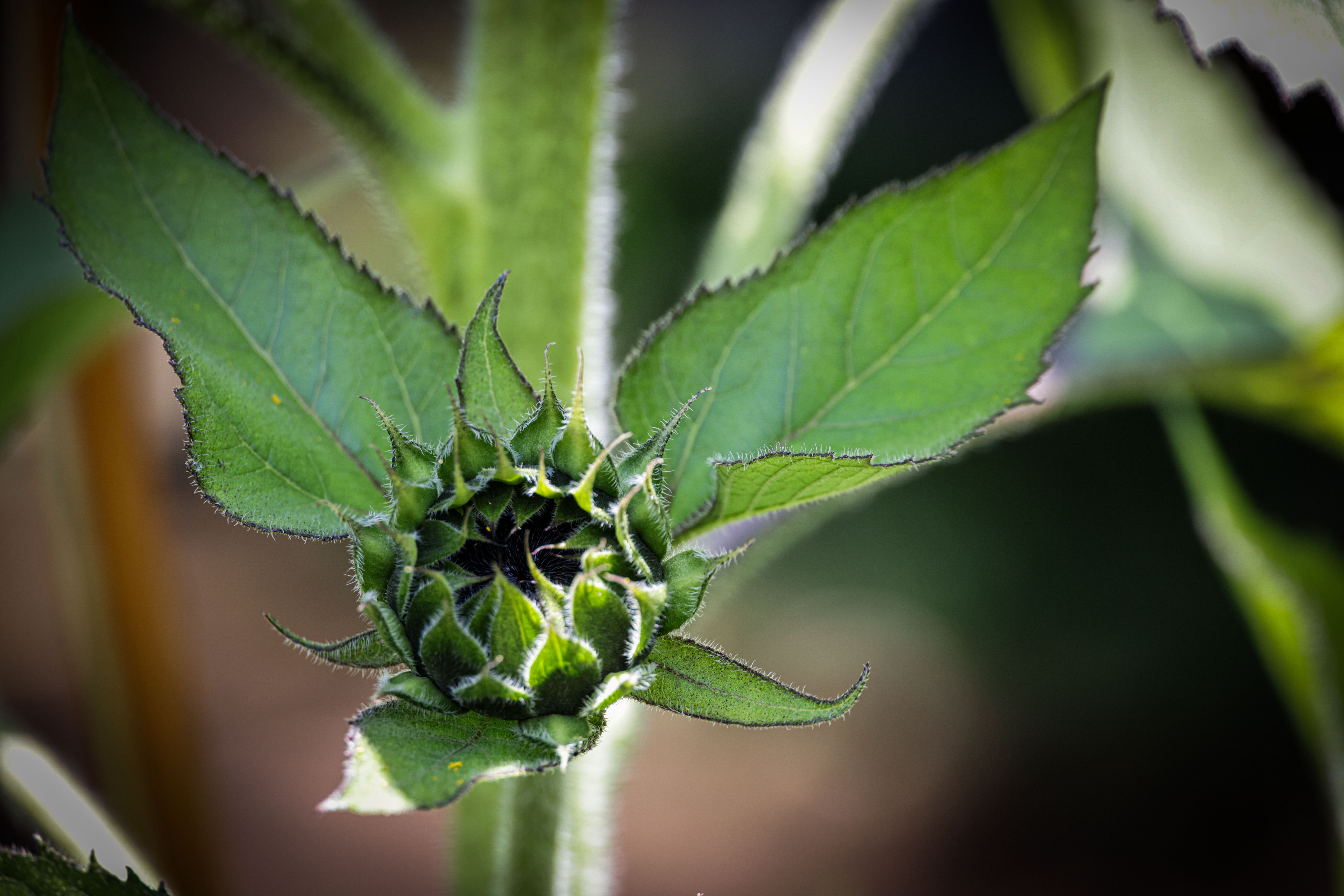 Close-up of a Sunflower Bud in Summer Garden · Free Stock Photo