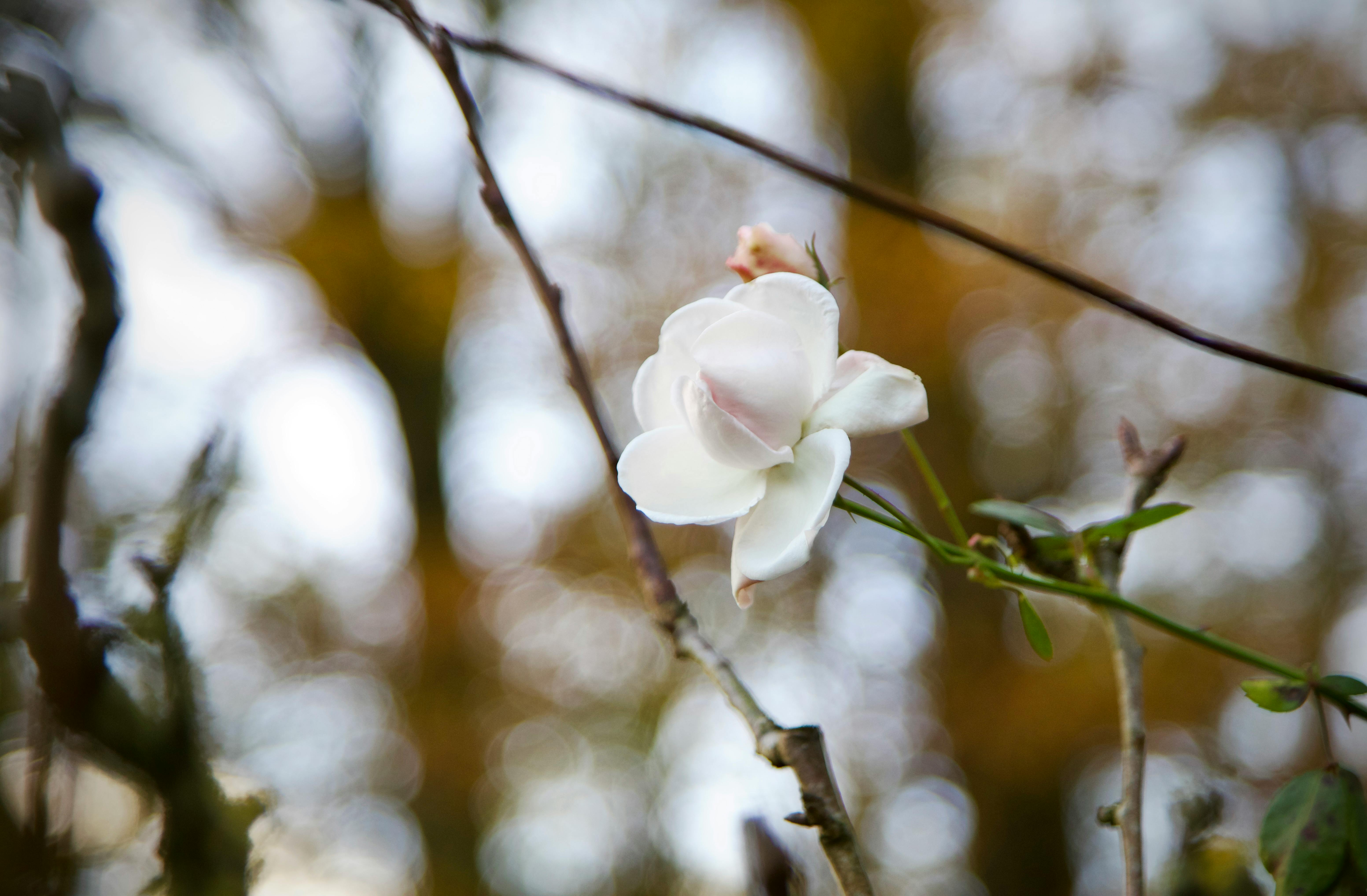Close-up of White Rose with Bokeh Background · Free Stock Photo