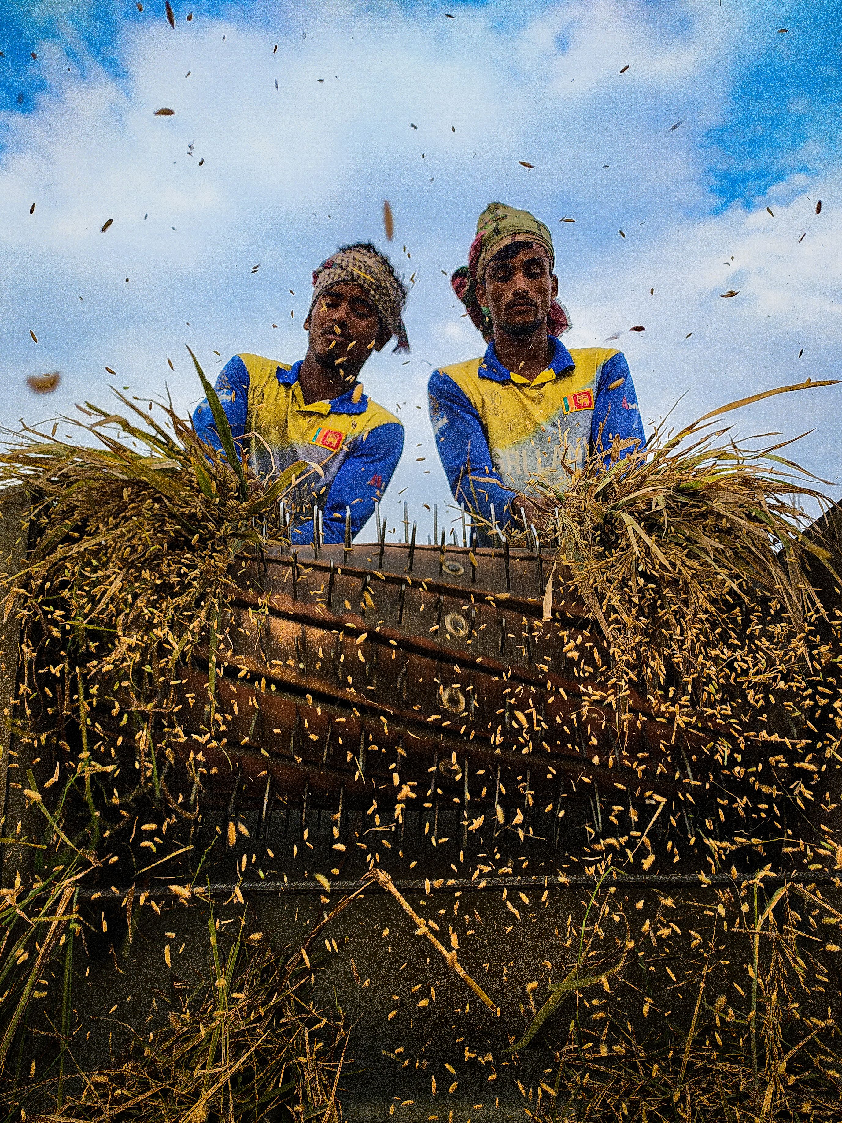 Farm Workers Operating Threshing Machine in Field · Free Stock Photo