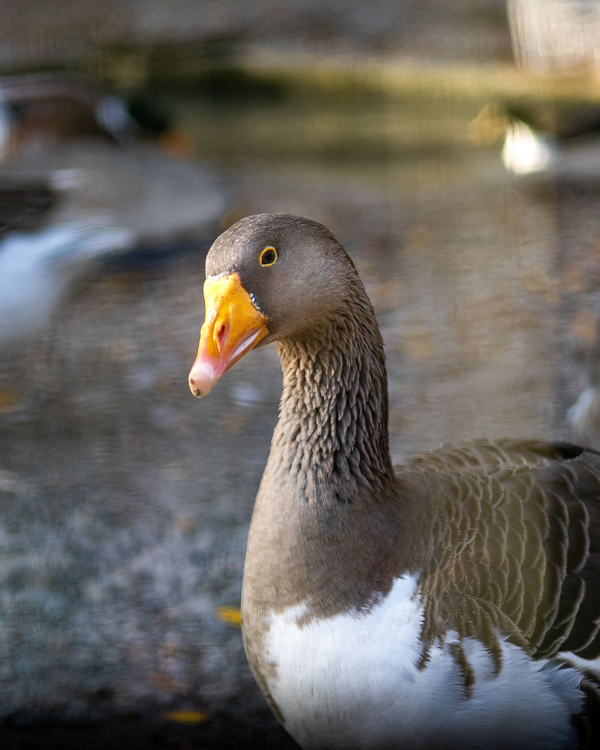 Duck+Plug Photos, Download The BEST Free Duck+Plug Stock Photos & HD Images