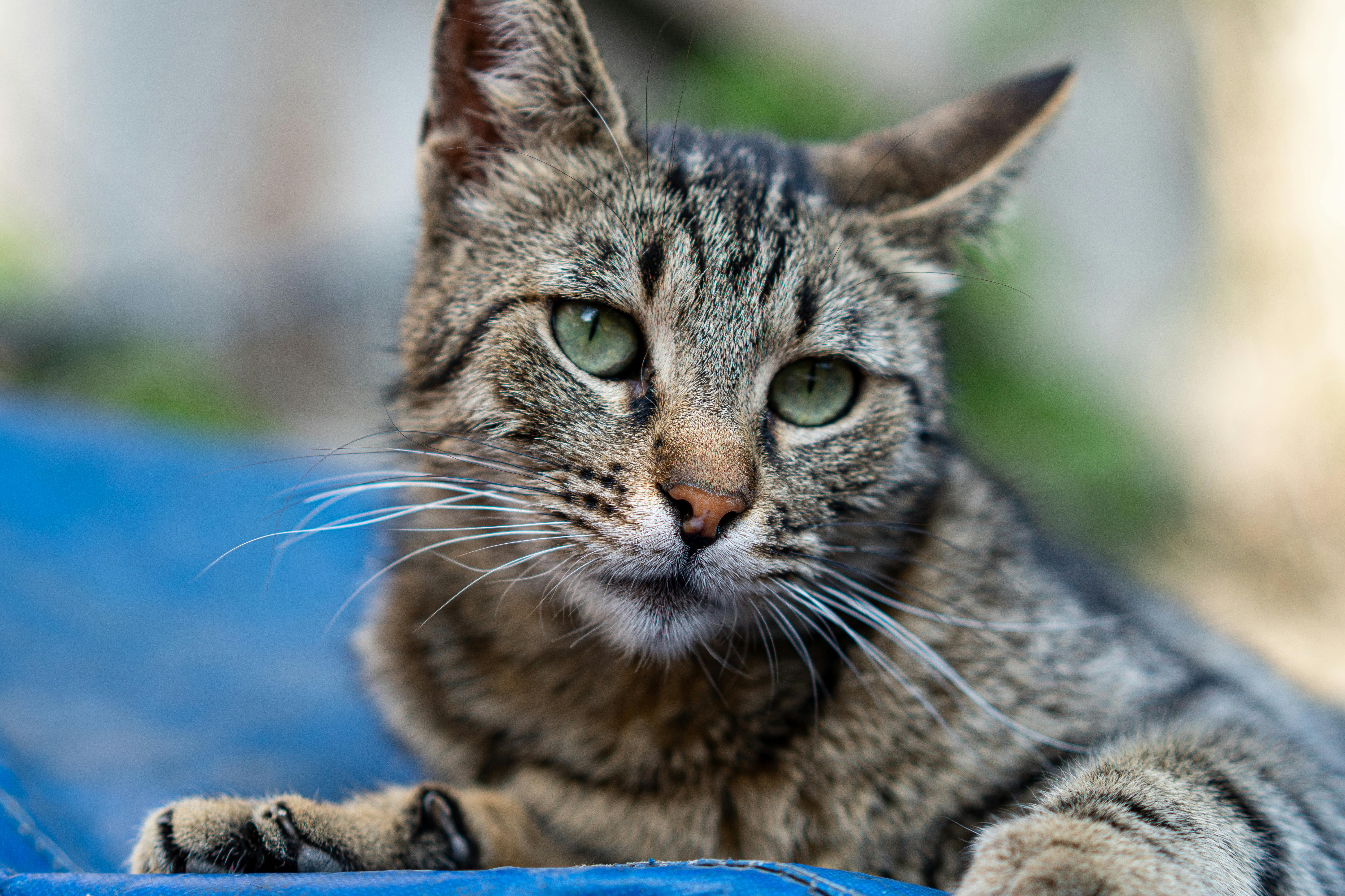 Primer Plano De Un Gato Atigrado Con Ojos Verdes · Foto de stock gratuita