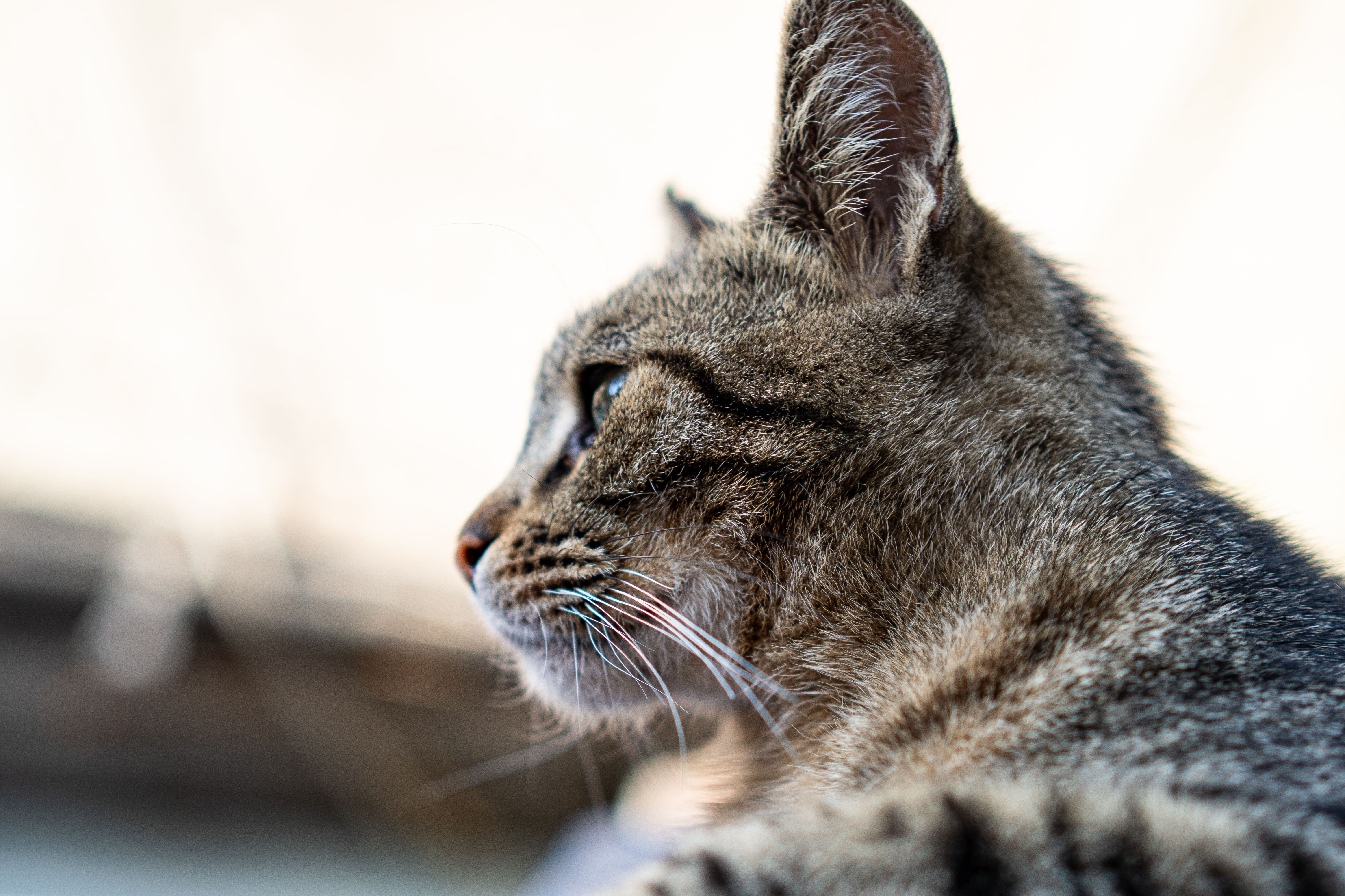 Profile of a Tabby Cat in Soft Focus · Free Stock Photo