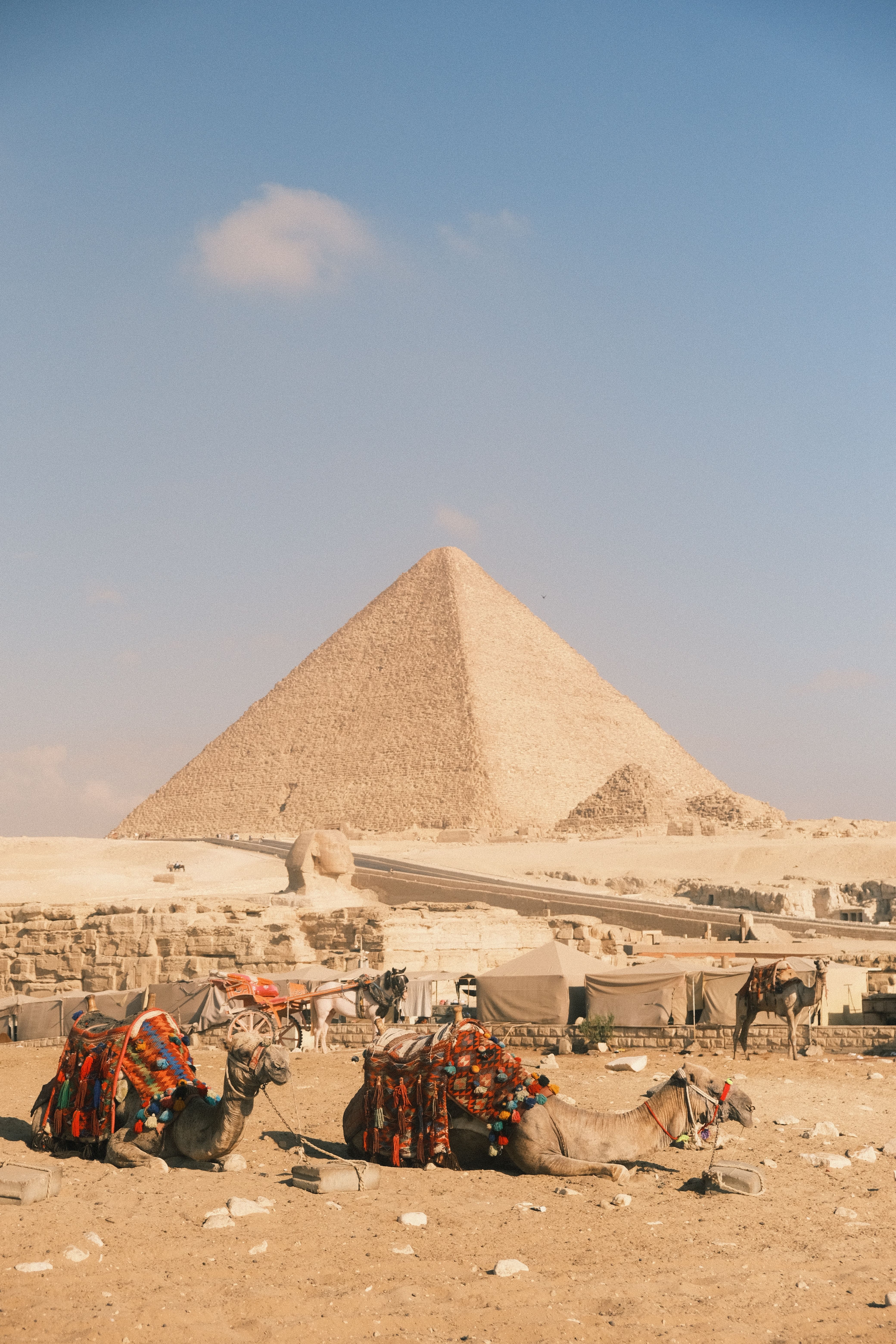 Camels Resting Near the Great Pyramid of Giza · Free Stock Photo