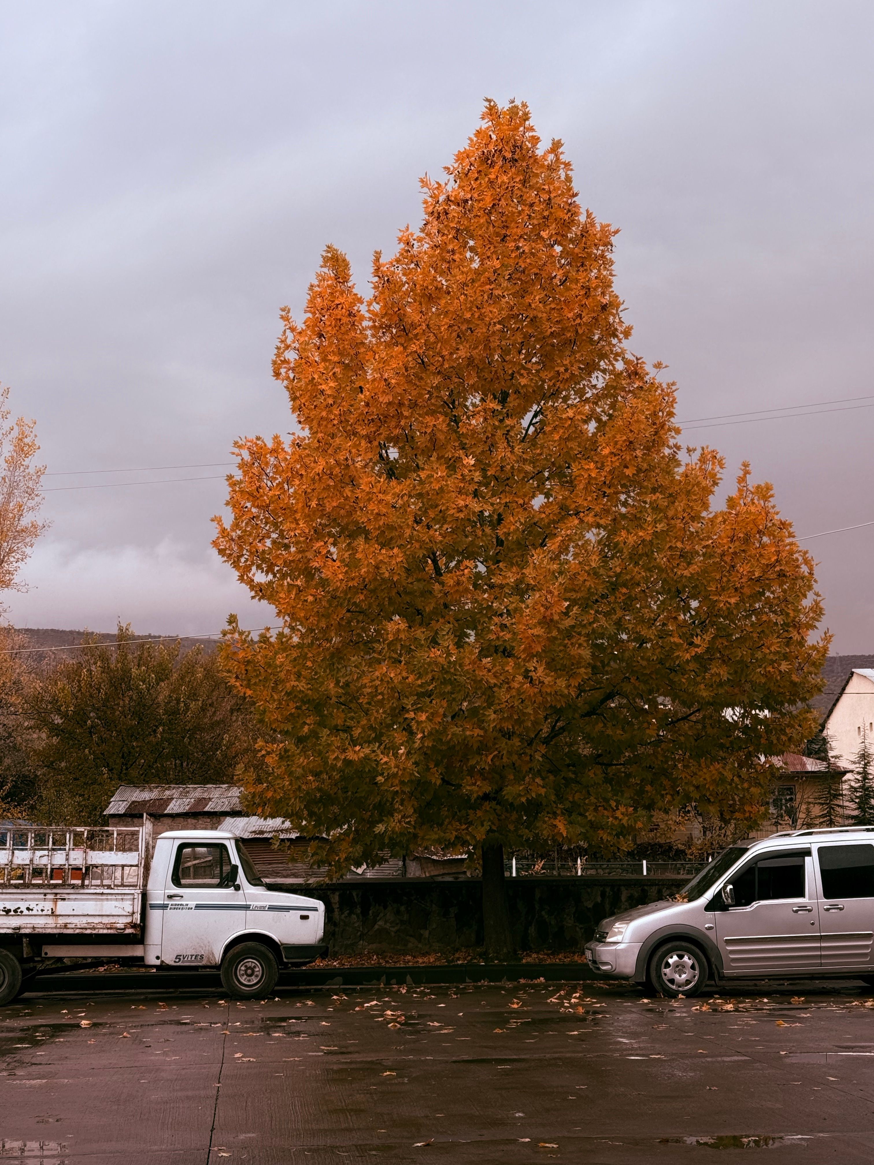 Vibrant Autumn Tree in Urban Street Setting · Free Stock Photo