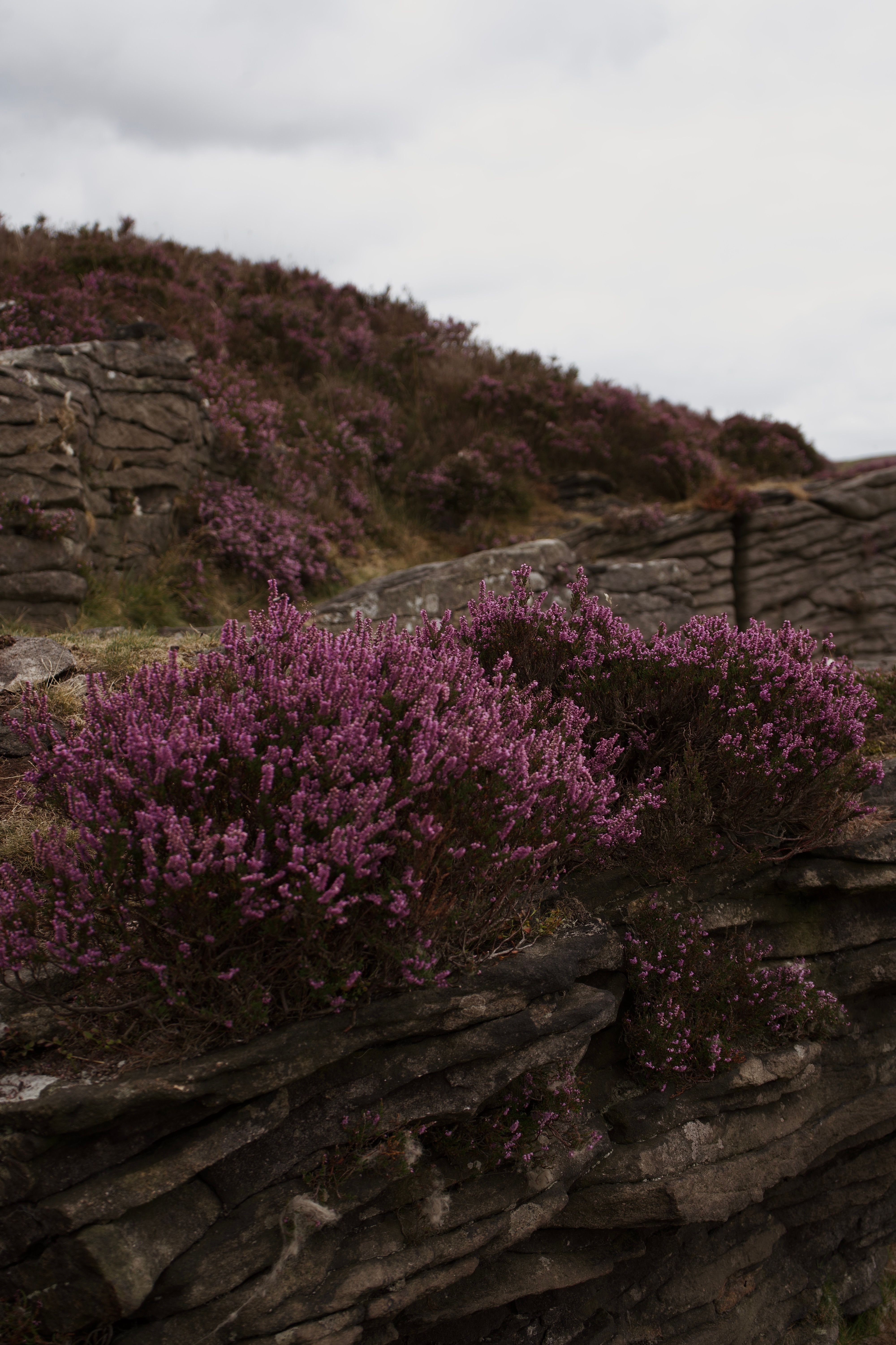 Purple Heather on Rustic Stone Wall · Free Stock Photo