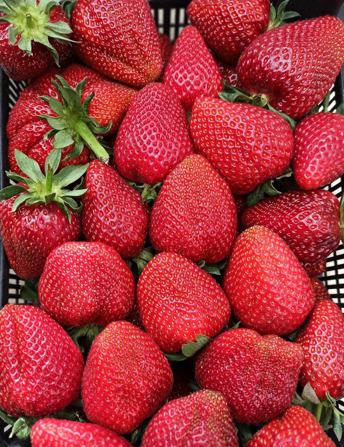 Strawberries Cartoon Photos, Download The BEST Free Strawberries ...