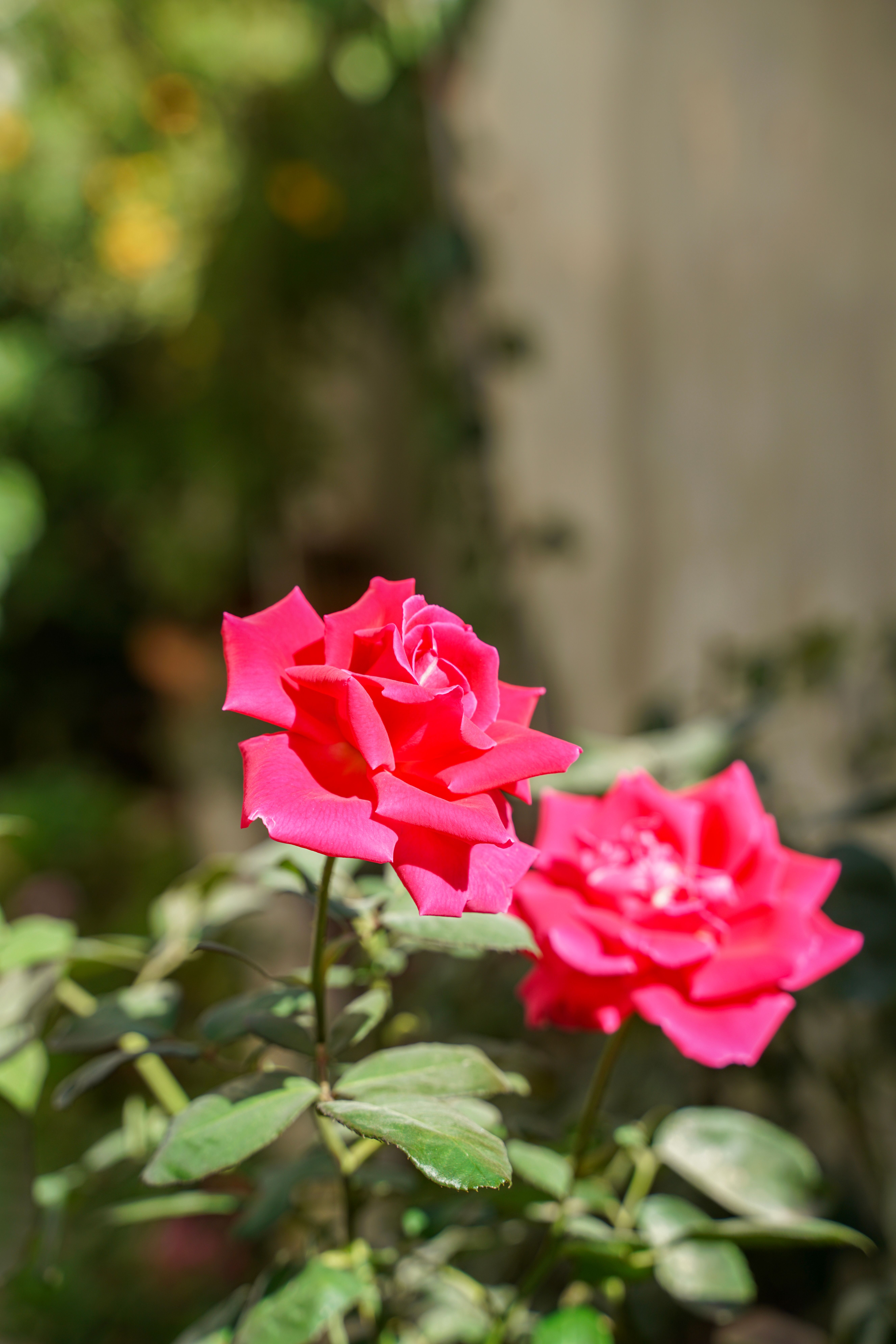 Close-Up of Vibrant Red Roses in Bloom · Free Stock Photo