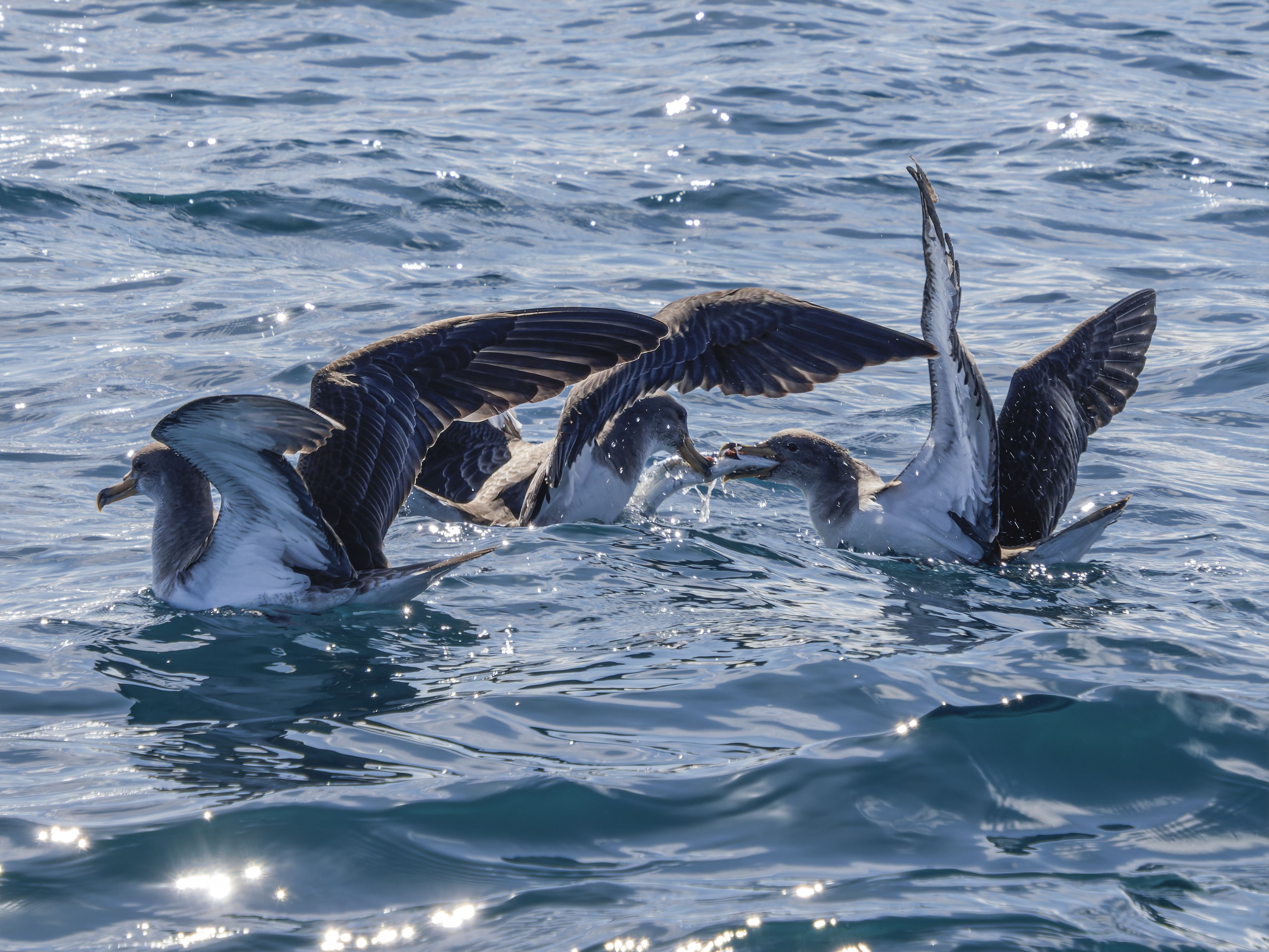 Dynamic Scene of Seabirds Interacting on Ocean Surface · Free Stock Photo