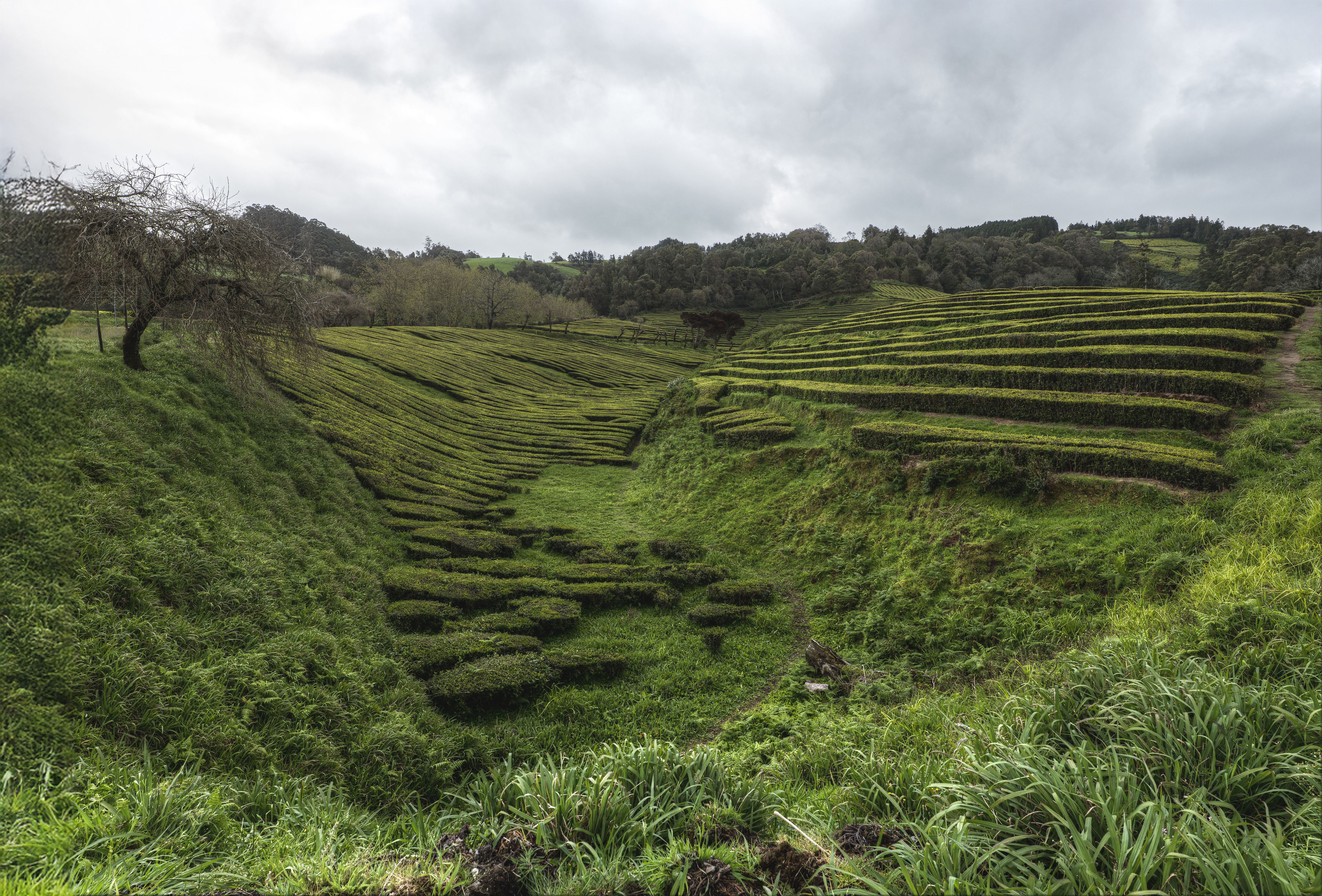 Scenic Terraced Tea Plantations in Lush Valley · Free Stock Photo