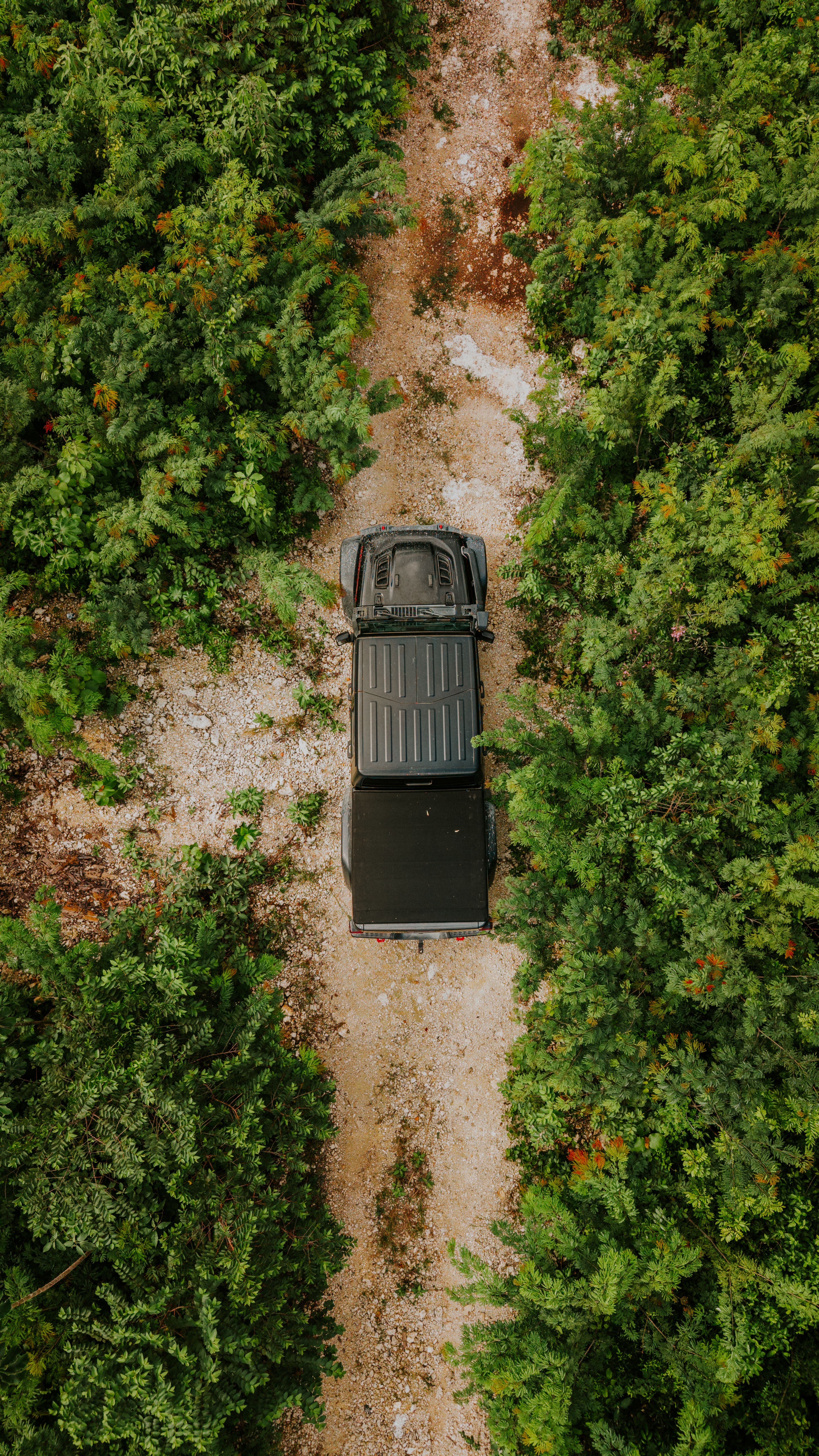 Aerial View of a Jeep on a Dirt Trail in Lush Forest · Free Stock Photo