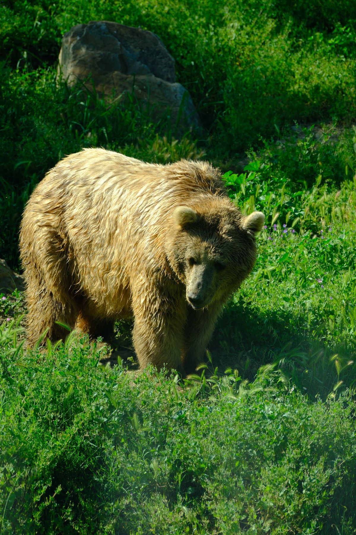Poler Bear Waving Photos, Download The BEST Free Poler Bear Waving ...