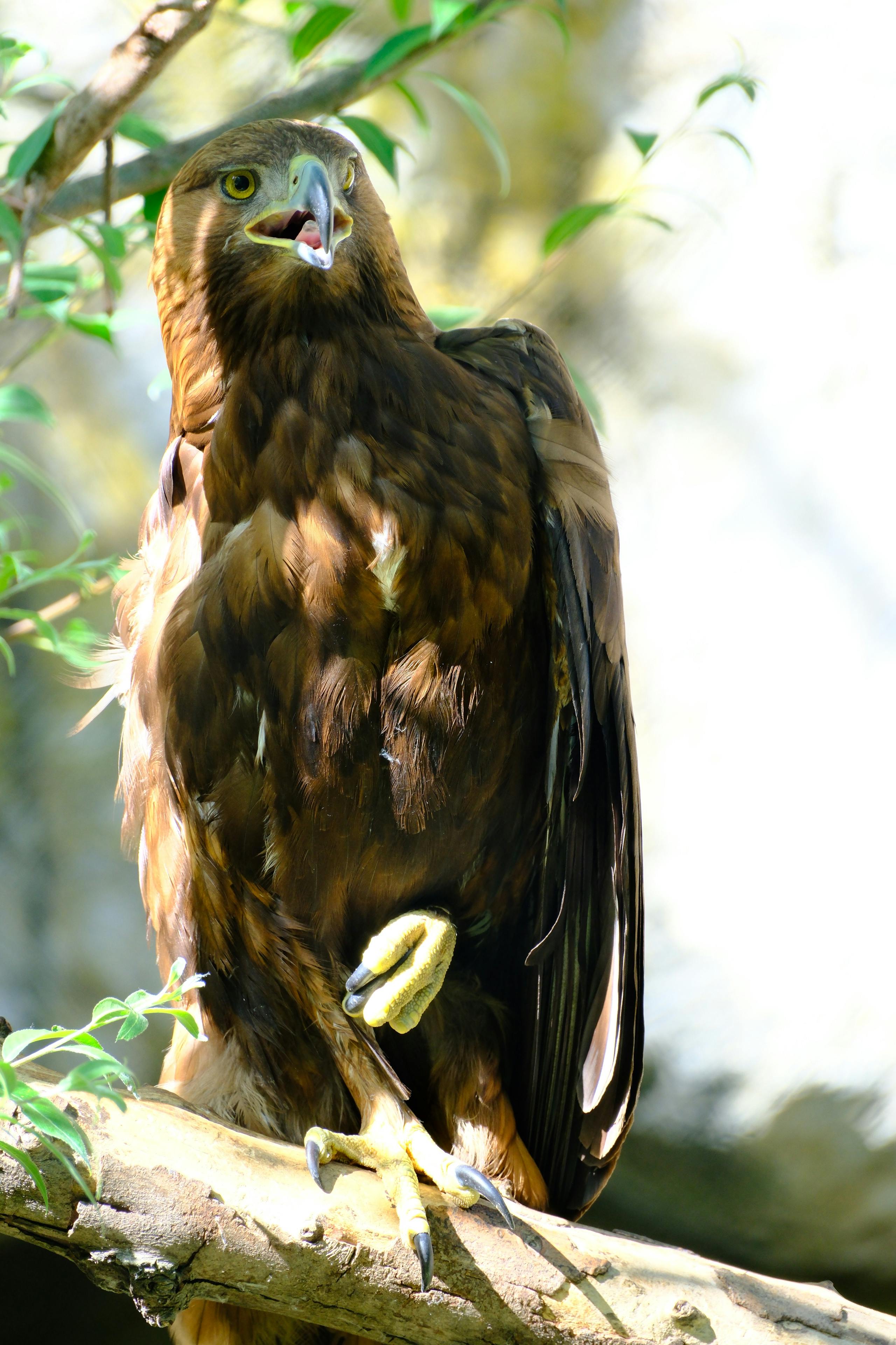 Kayley+Gunner+Spread+Eagle Photos, Download The BEST Free Kayley+Gunner ...