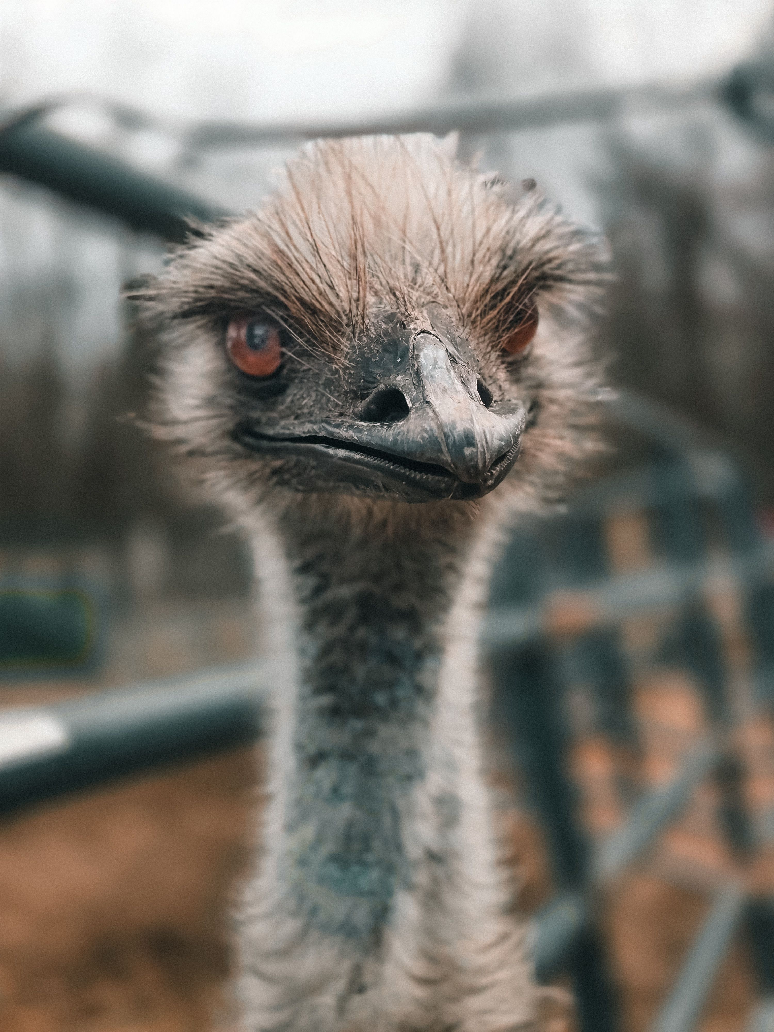 Portrait Rapproché D'un émeu Dans Un Environnement De Ferme · Photo ...