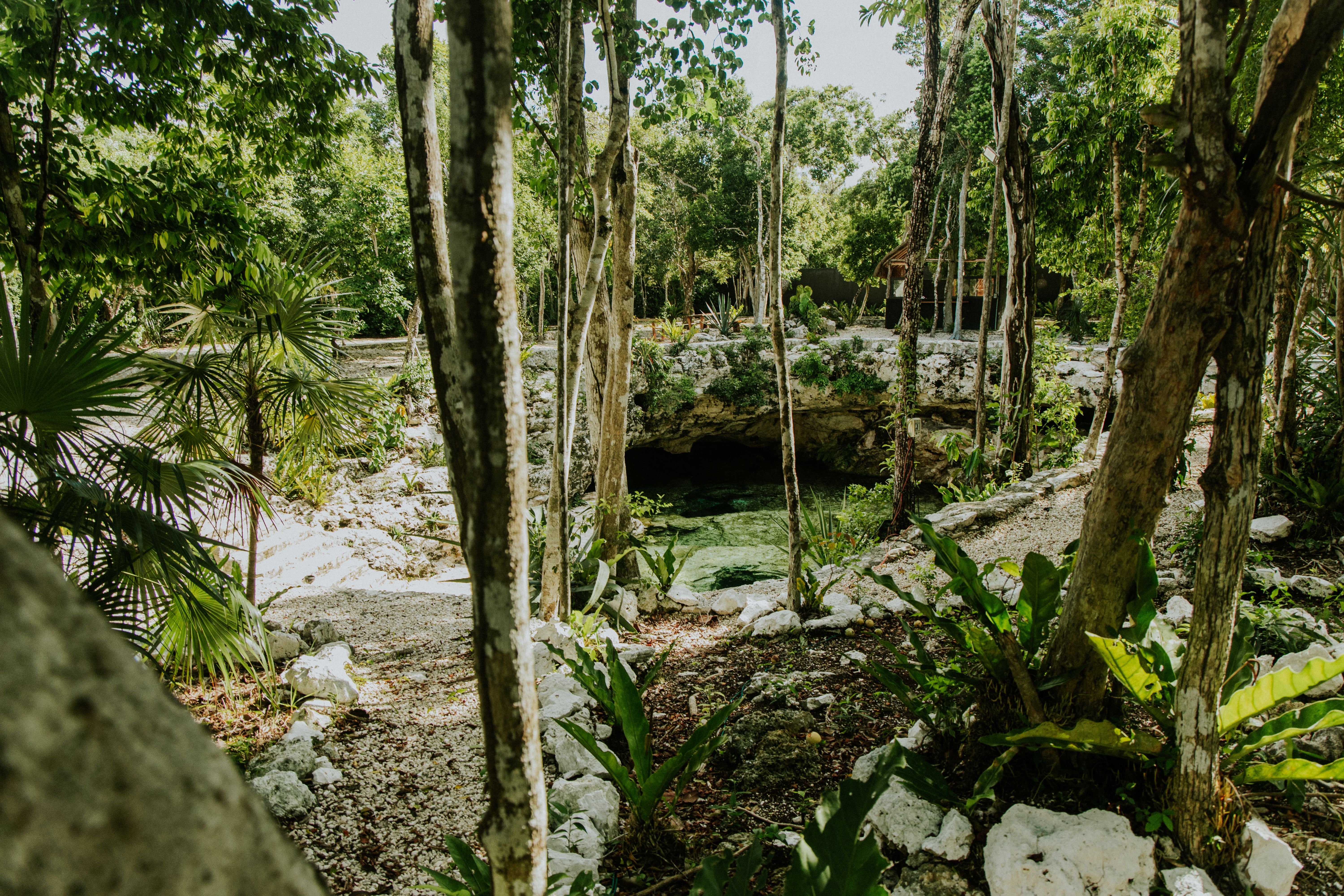 Lush Jungle Scene with Hidden Cenote · Free Stock Photo