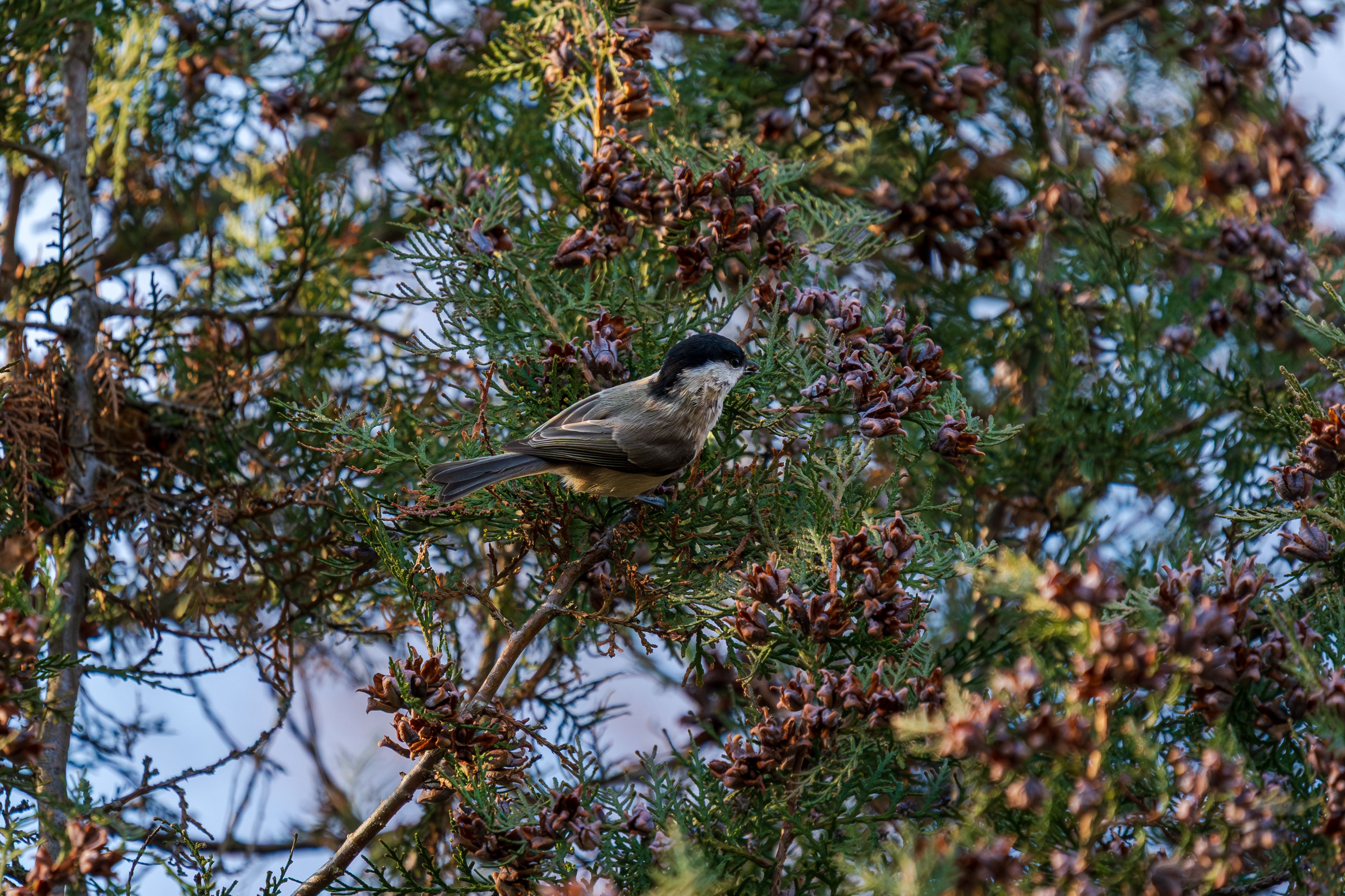 Bird Perched on Conifer Tree Branch in Natural Setting · Free Stock Photo