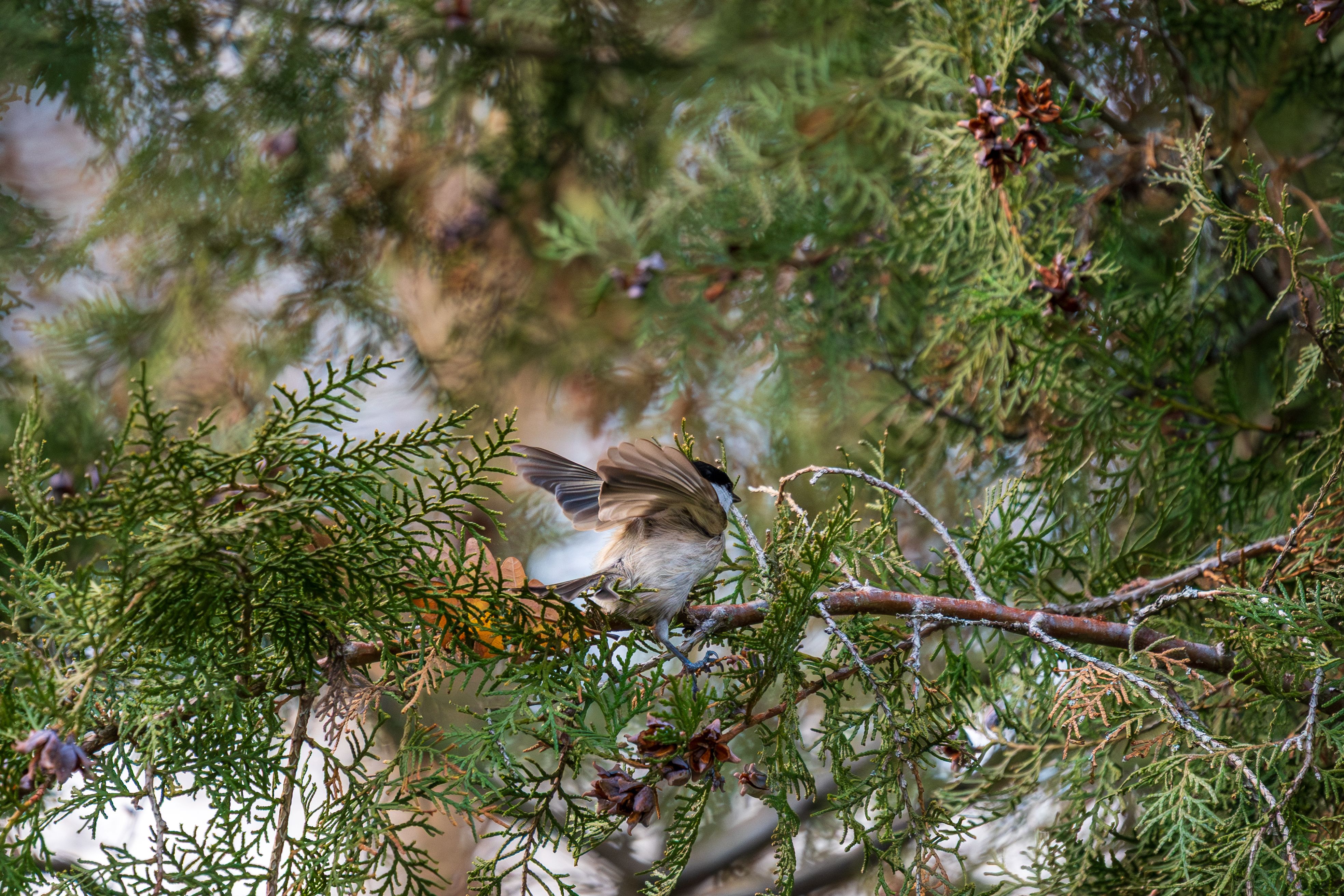 Songbird Perched on a Cedar Branch in Spring · Free Stock Photo