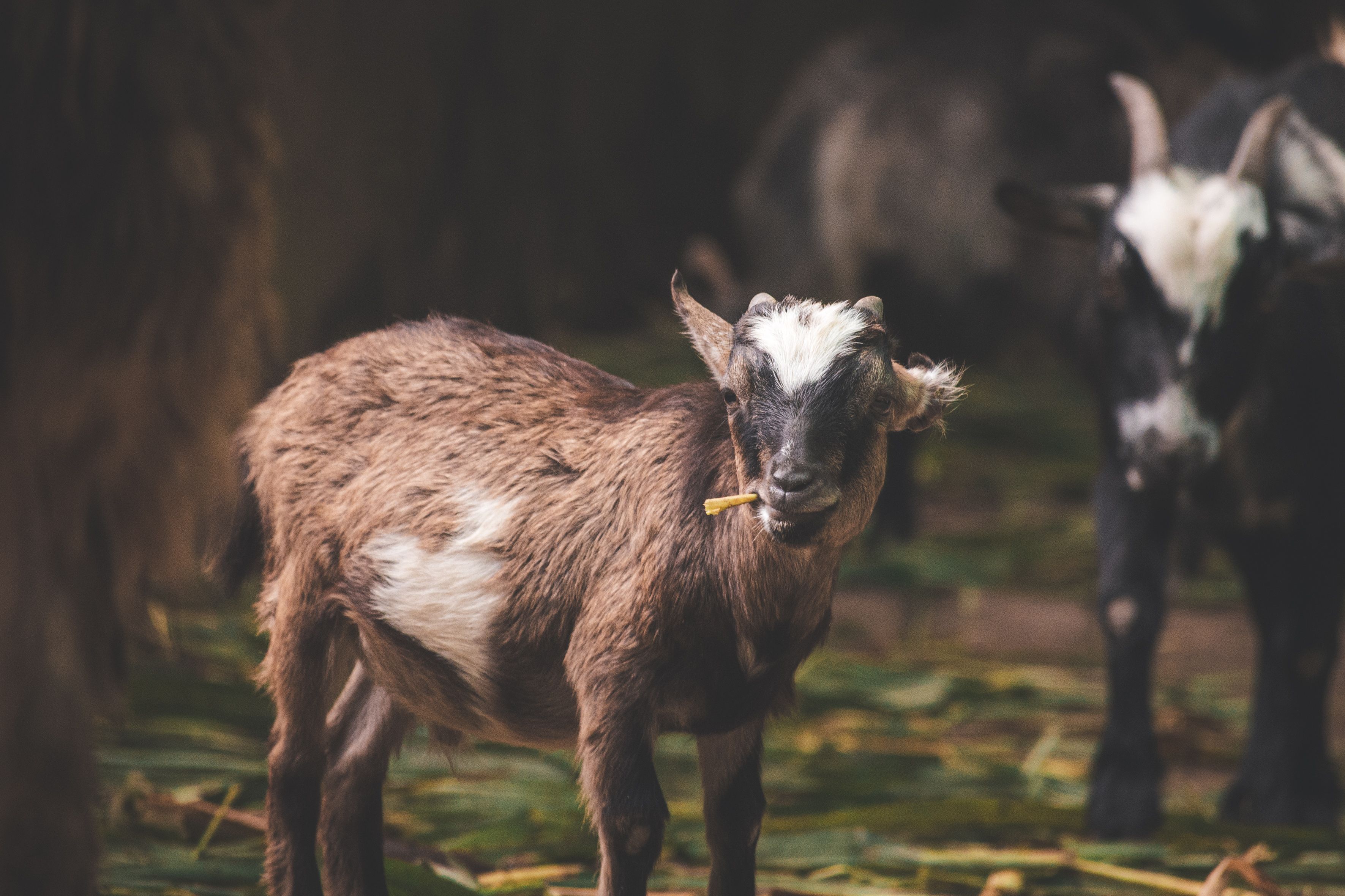 Young Goat Chewing on Straw in Barn · Free Stock Photo
