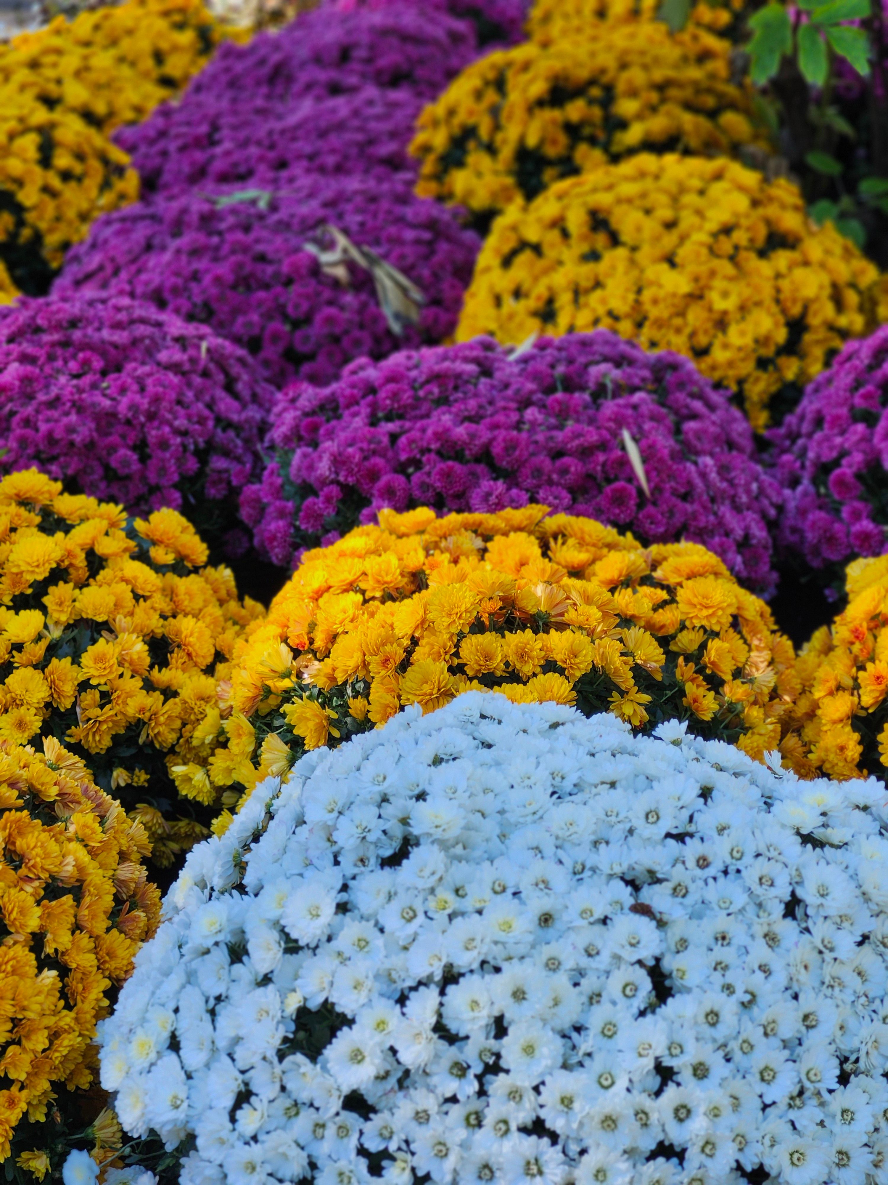 Colorful Chrysanthemum Blooms in Toronto Garden · Free Stock Photo