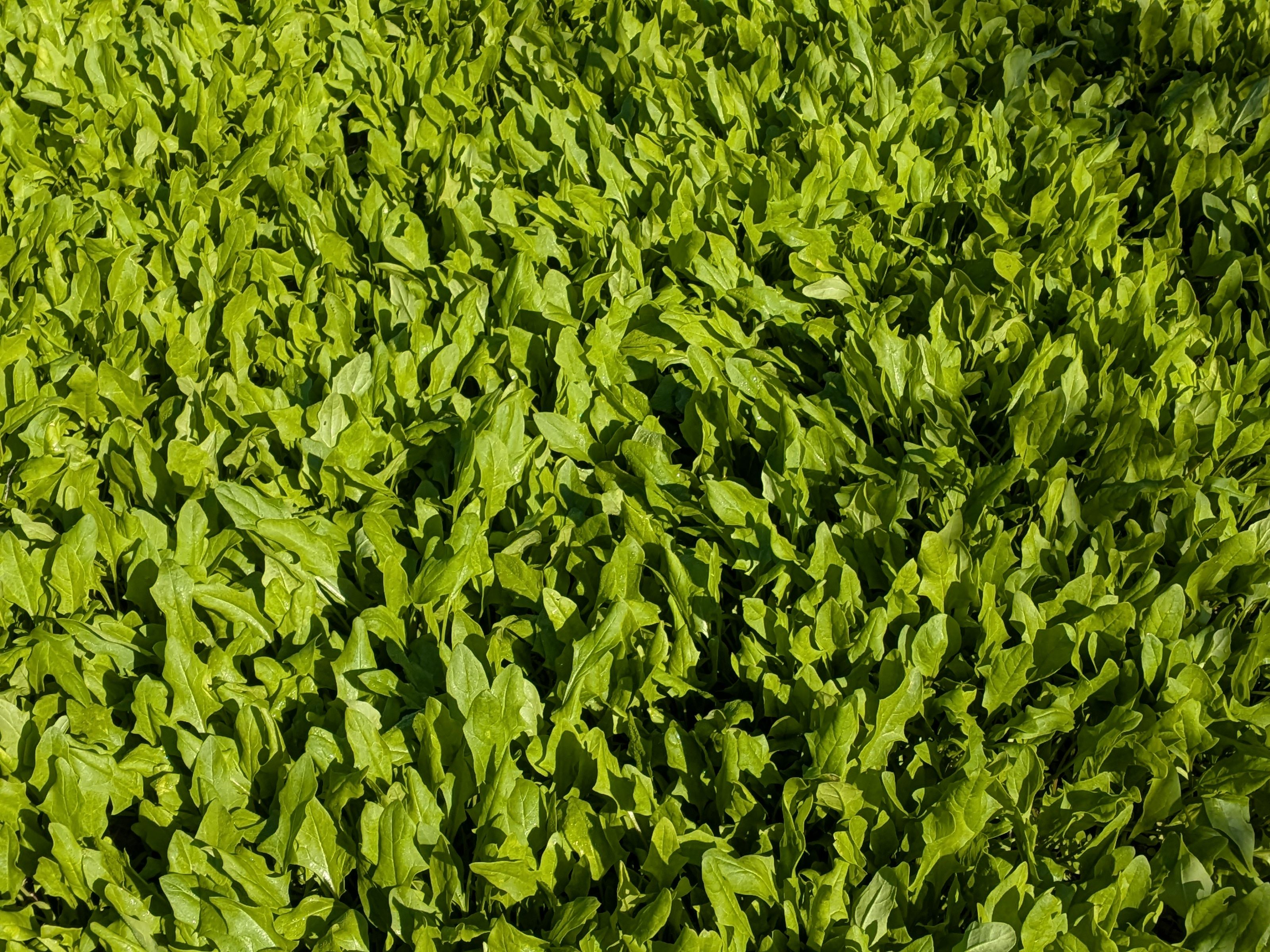 Lush Green Field of Fresh Spinach Leaves · Free Stock Photo
