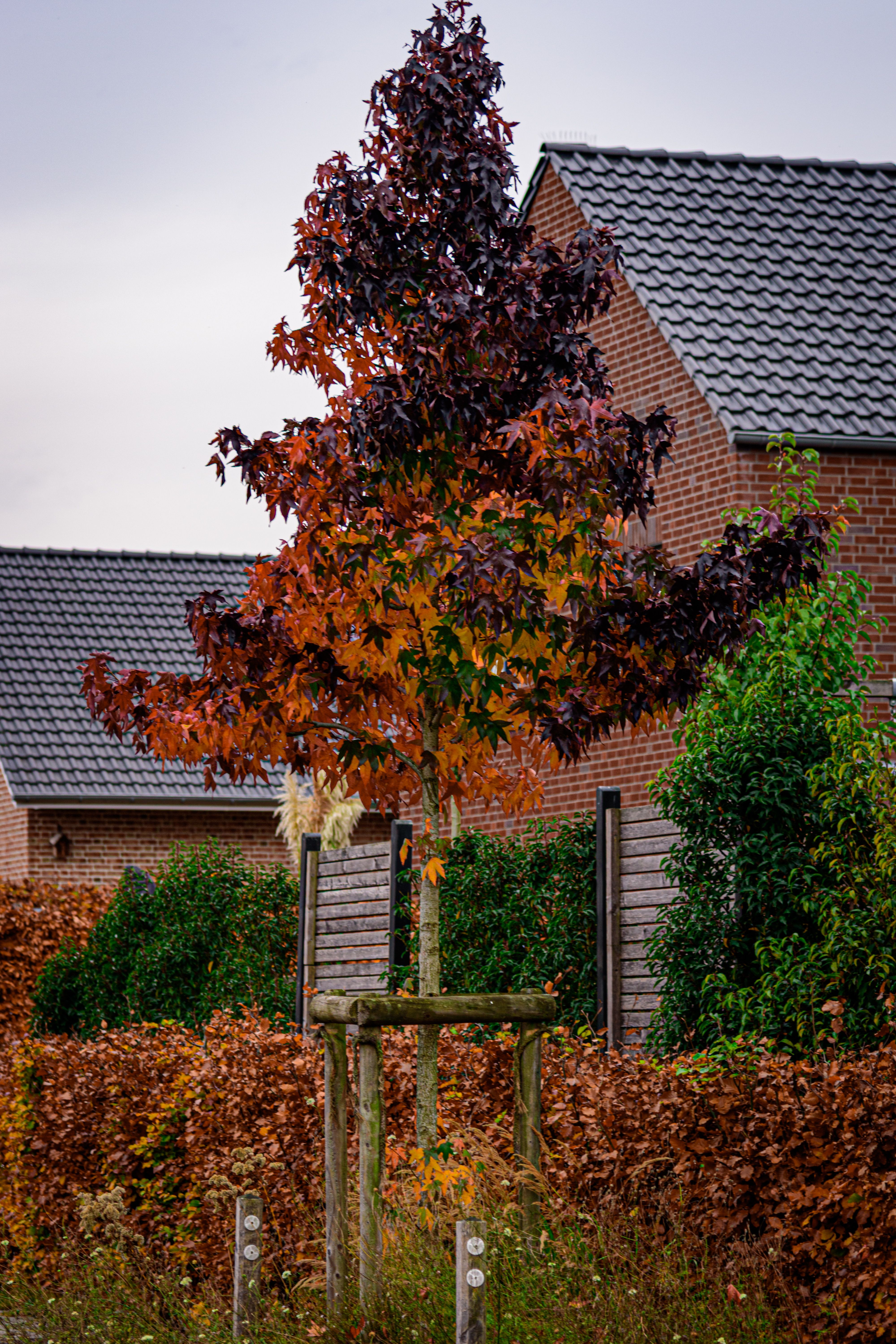 Vibrant Autumn Tree in Suburban Setting · Free Stock Photo