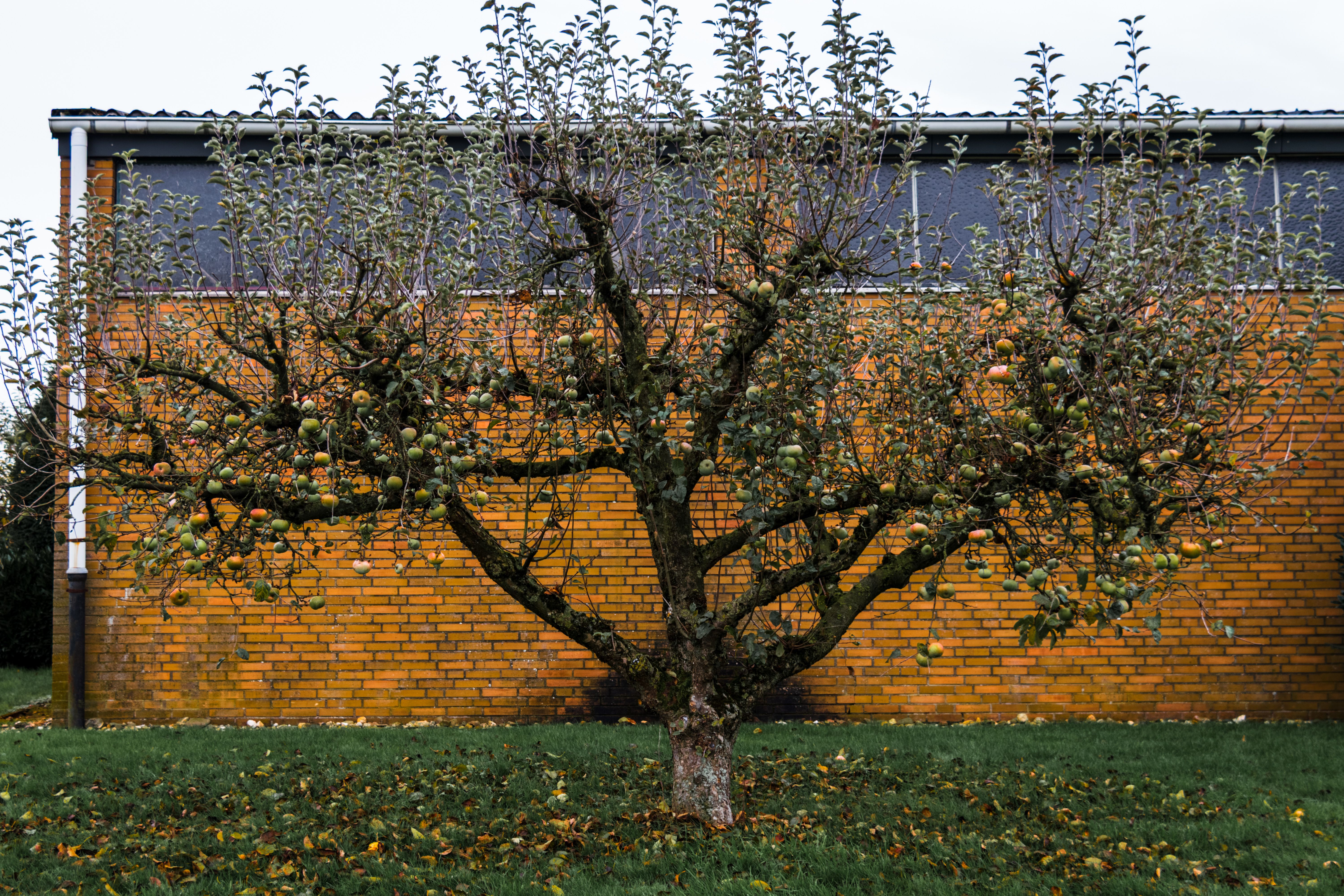 Apple tree in urban setting with brick wall background · Free Stock Photo