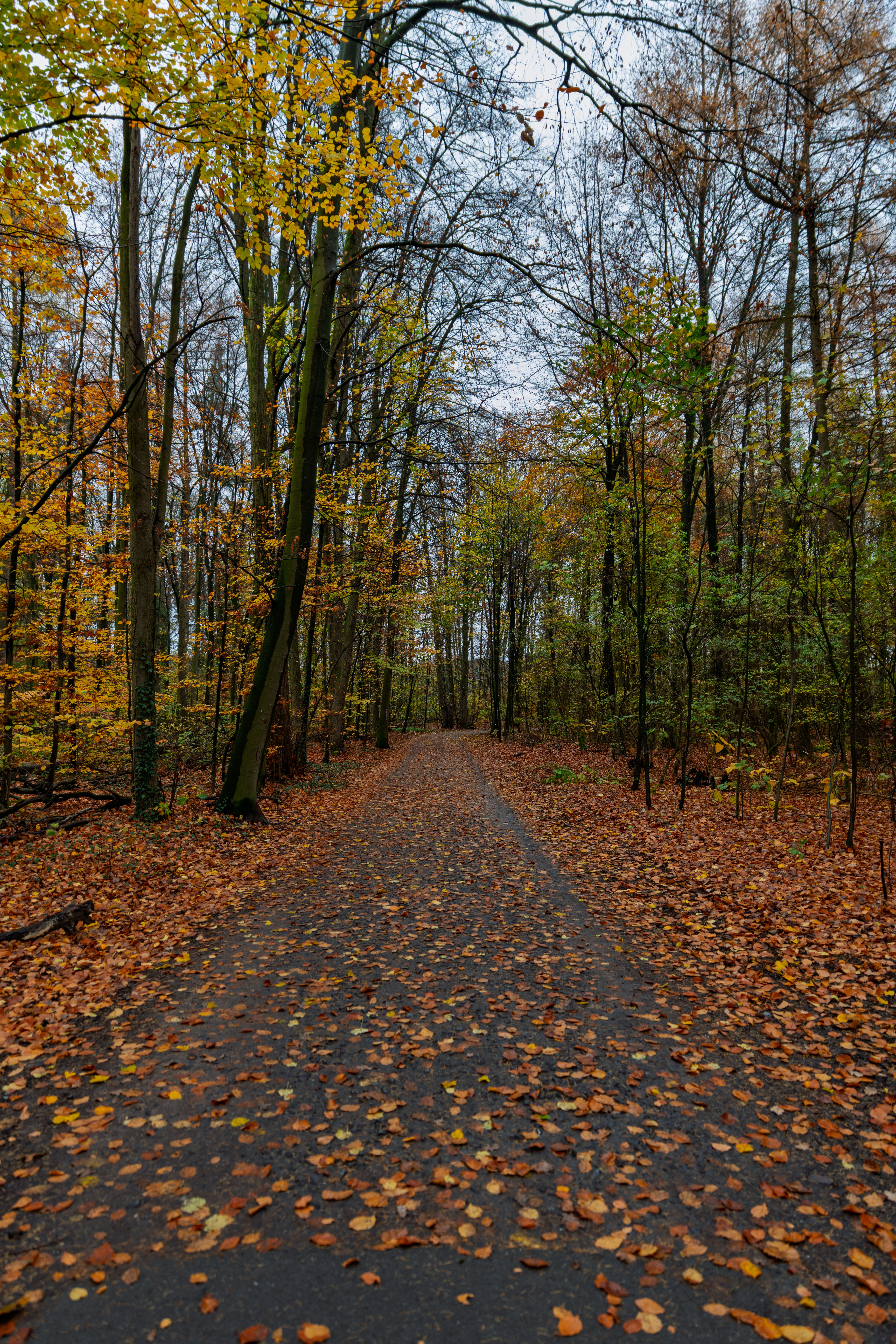 Peaceful Autumn Forest Pathway in Fall · Free Stock Photo