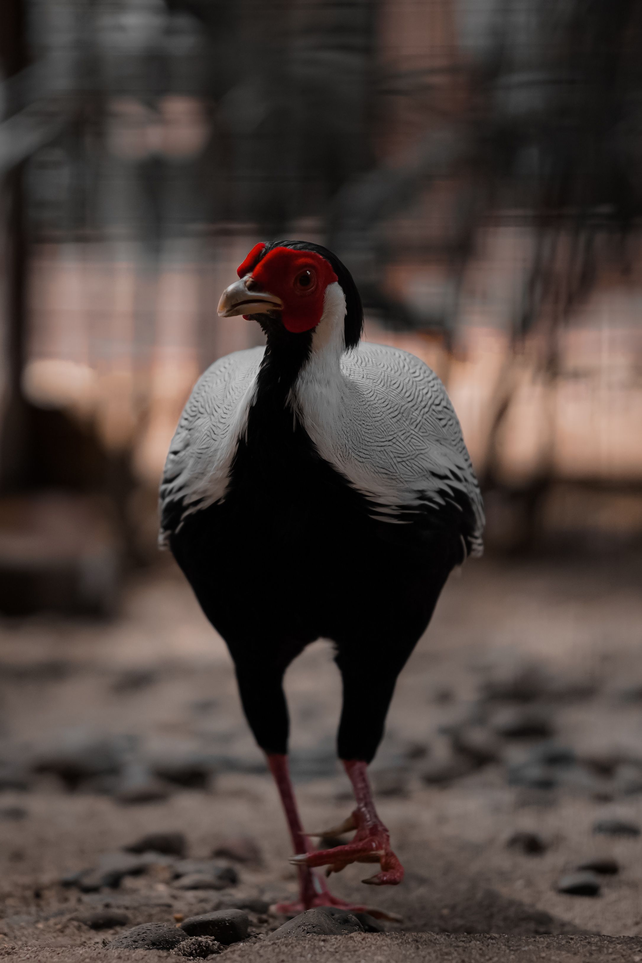 Elegant Silver Pheasant in Captivity Environment · Free Stock Photo