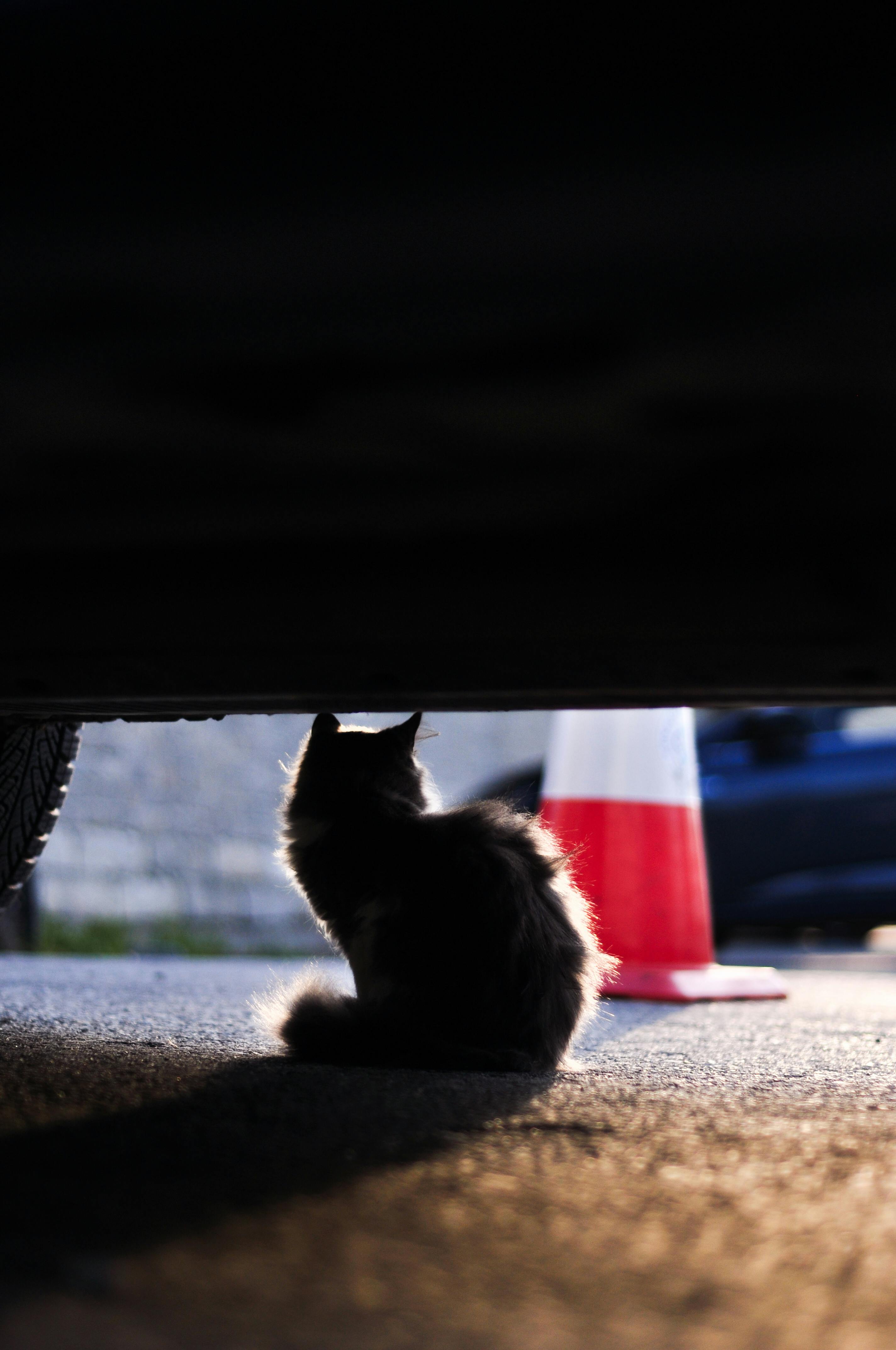 Low Resolution Cat Photos, Download The BEST Free Low Resolution Cat ...