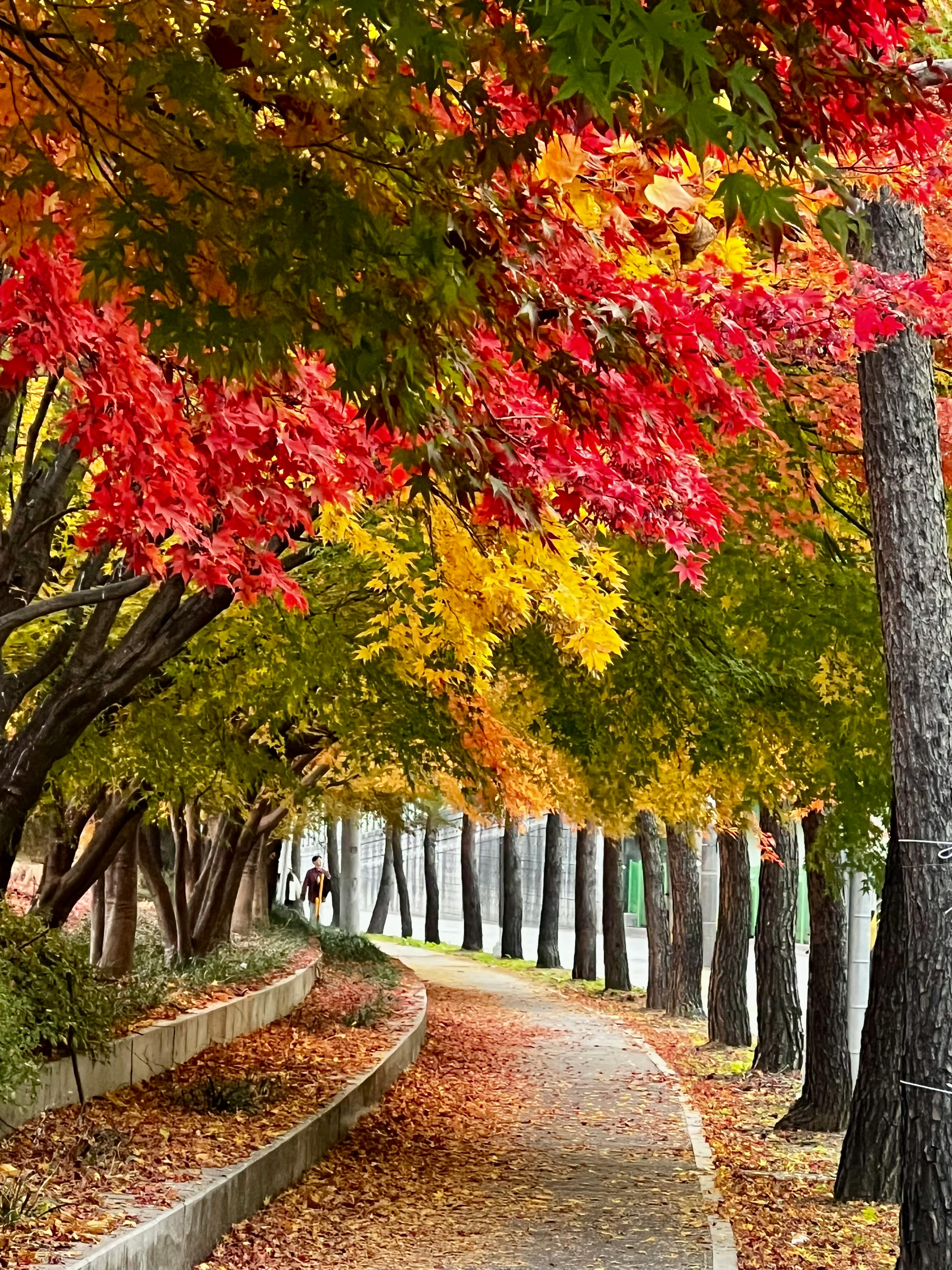 Caminho Colorido De Outono Em Um Parque Sereno · Foto profissional gratuita