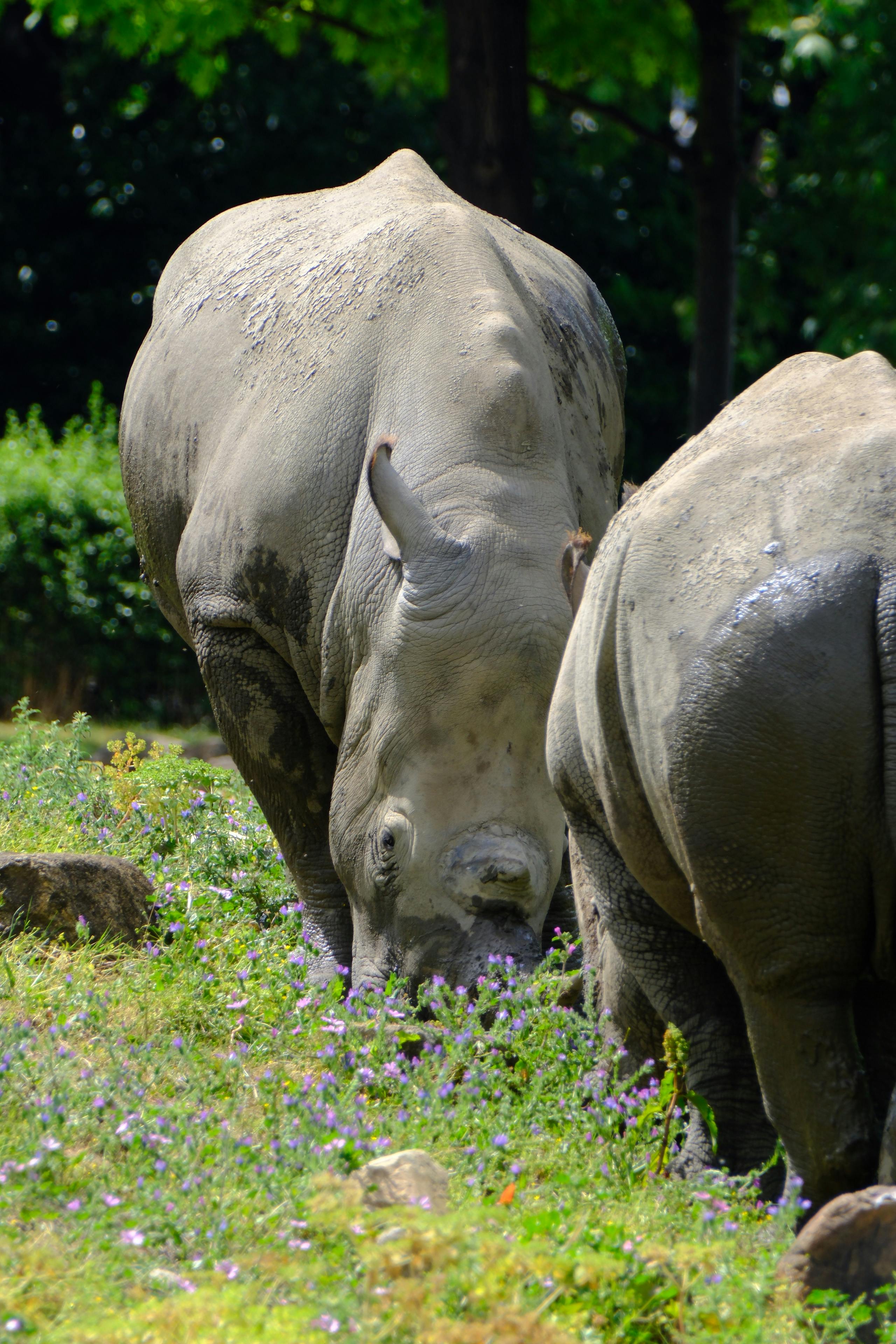 Prong Horn Photos, Download The BEST Free Prong Horn Stock Photos & HD ...